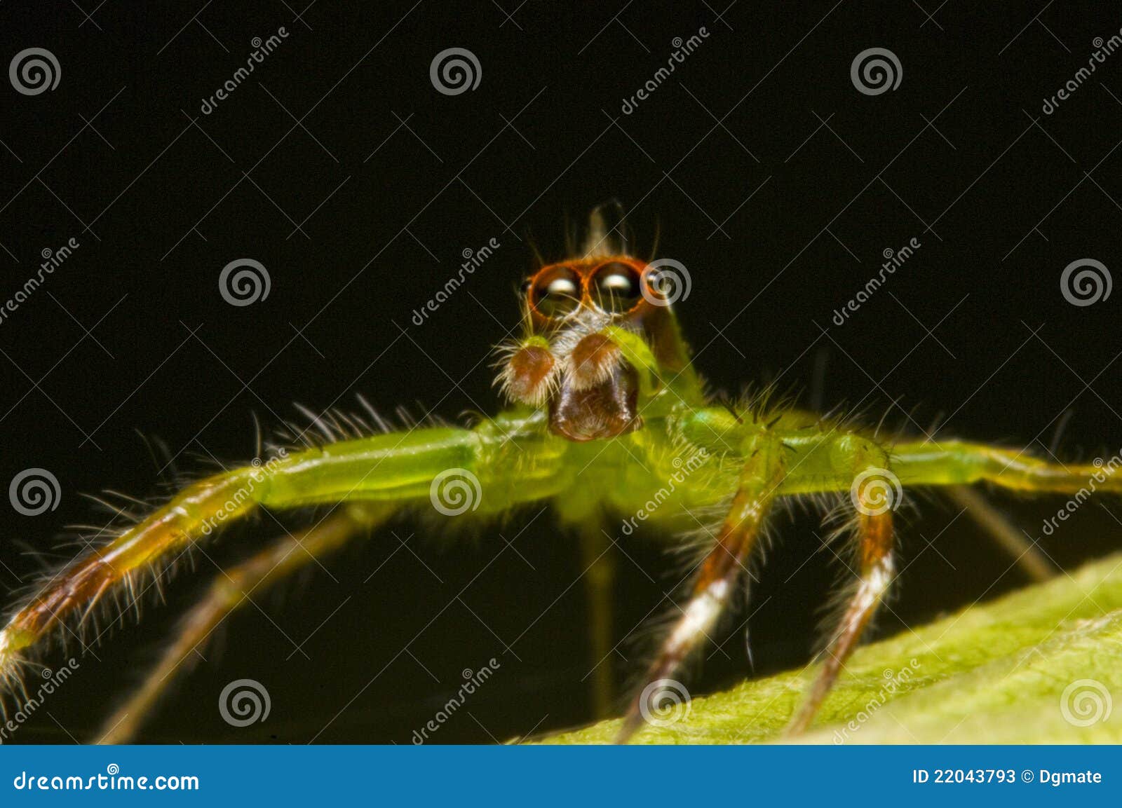 Epeus Jumping Spider, Macro Shot Stock Image - Image of macro, little ...