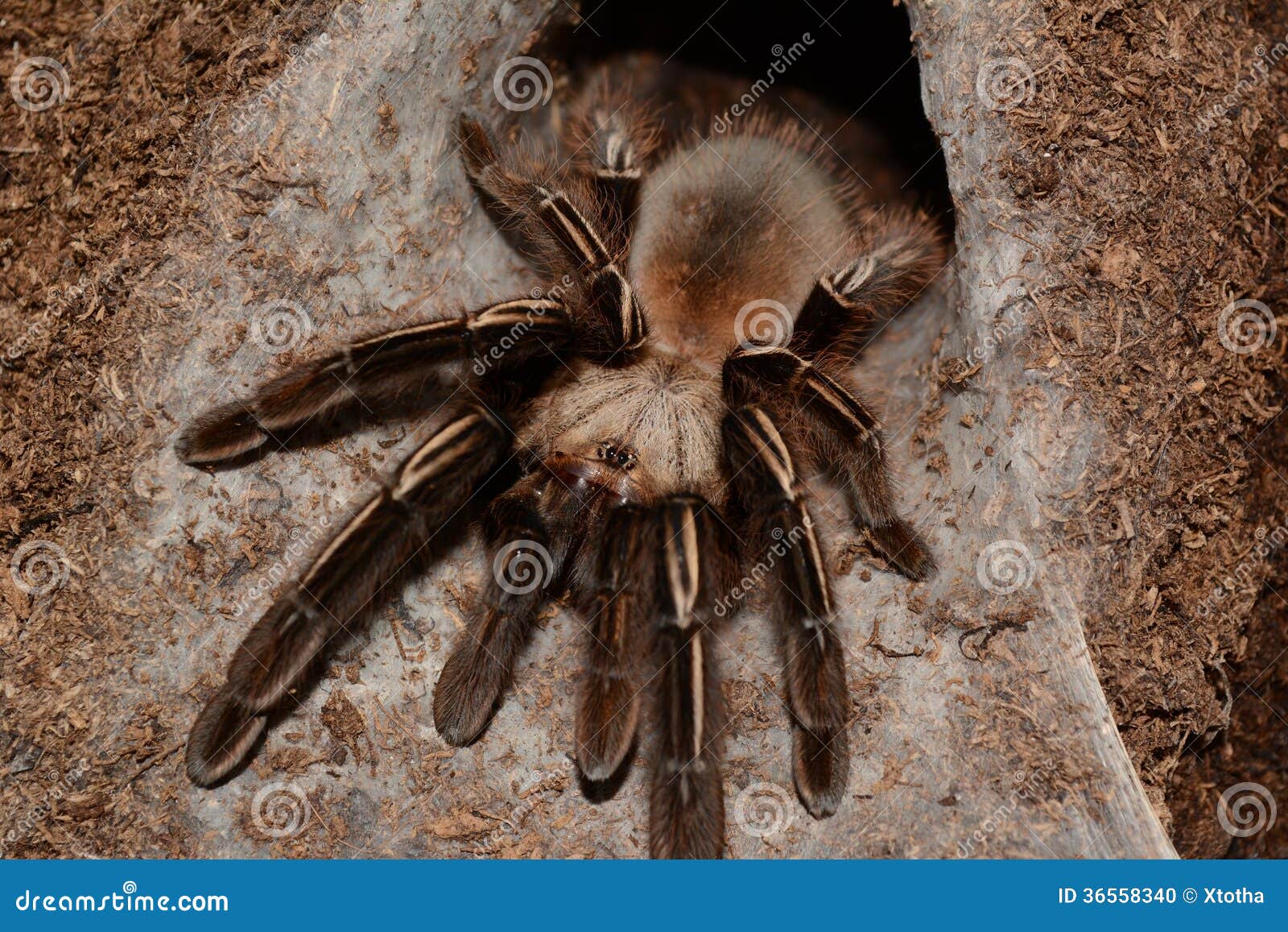 Skeleton Leg Tarantula