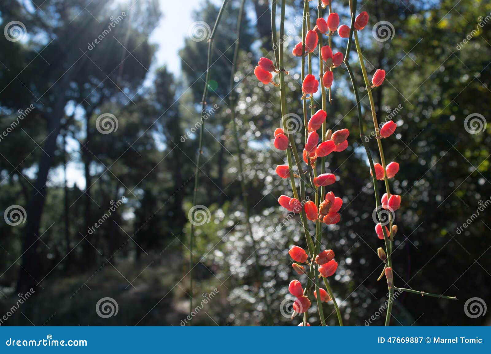 Ephedra (sinica Do Ephedra) Imagem de Stock - Imagem de huang, arbusto ...