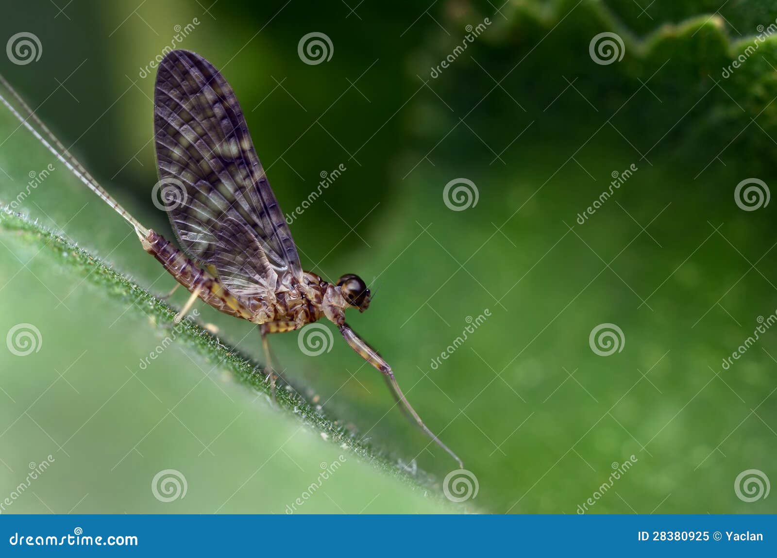 Ephemera stock image. Image of forewing, second, shortest - 28380925
