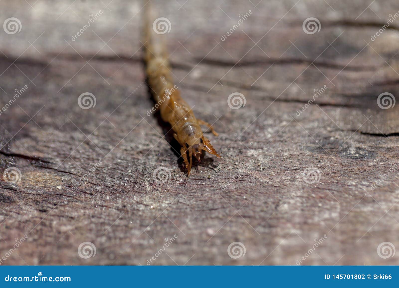Ephemera danica larvae stock photo. Image of angler - 145701802