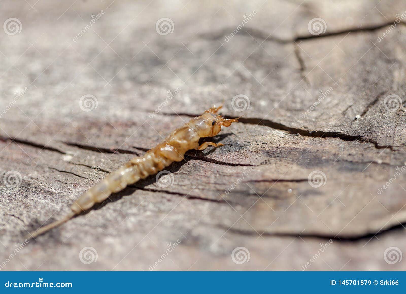 Ephemera danica larvae stock image. Image of natural - 145701879
