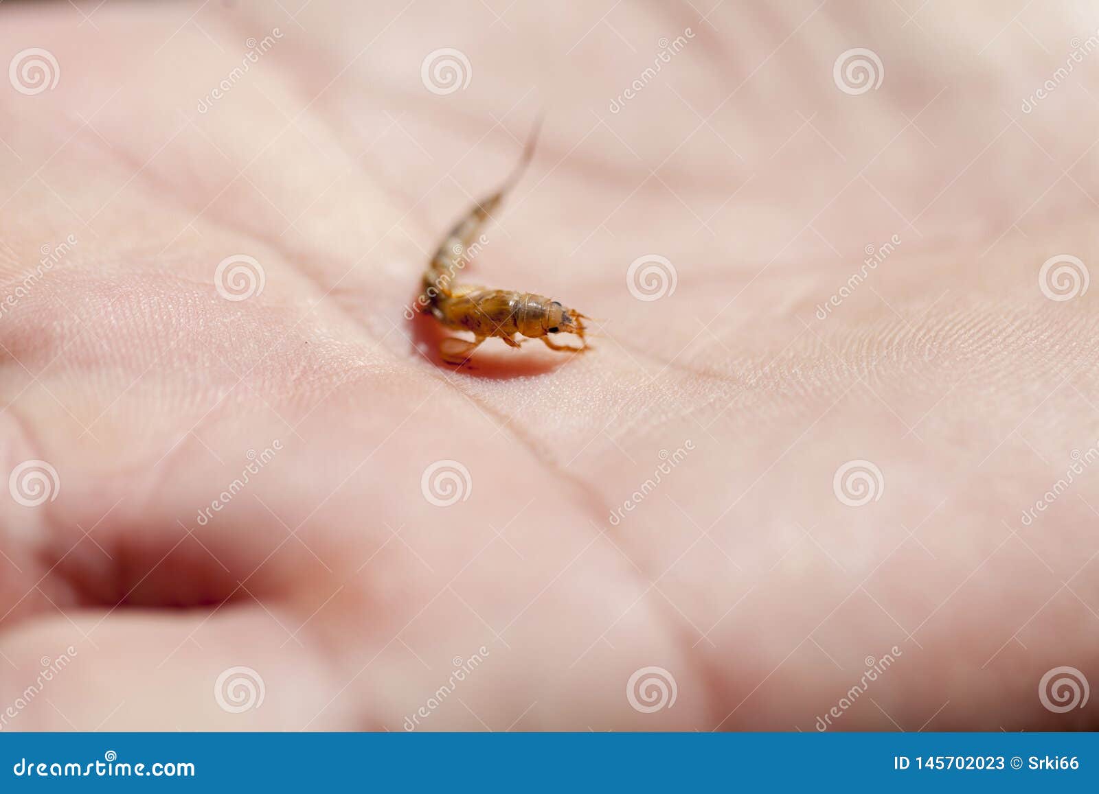 Ephemera danica larvae stock image. Image of holding - 145702023