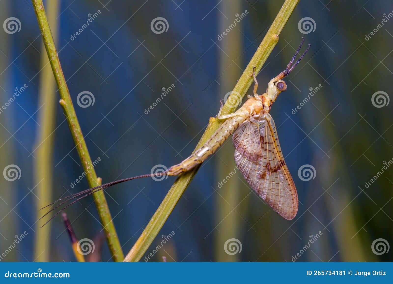 Ephemera Lineata Mayfly Posed on a Twig Under the Sun Stock Image ...