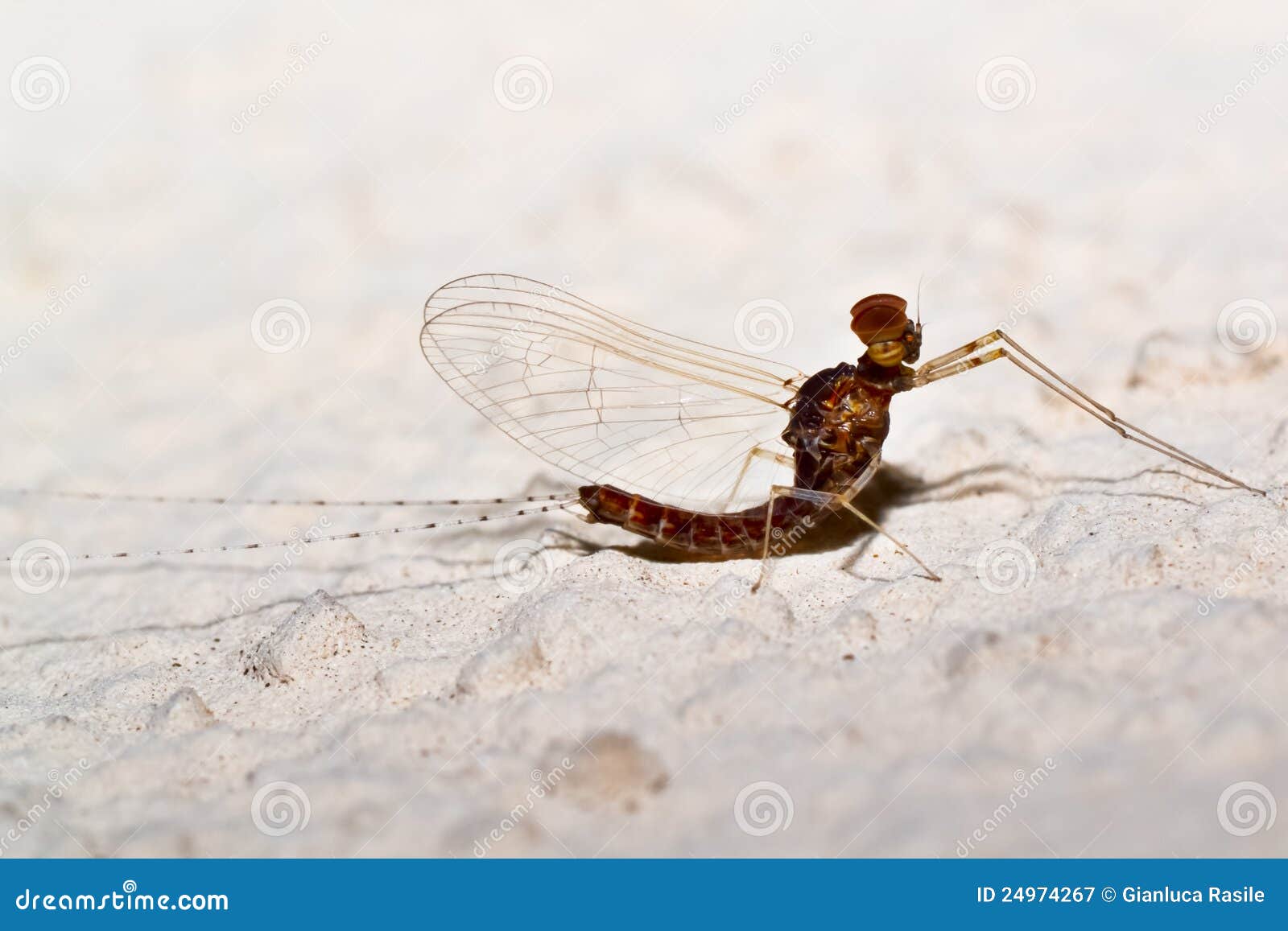 Ephemeral Insect Royalty-Free Stock Photography | CartoonDealer.com ...