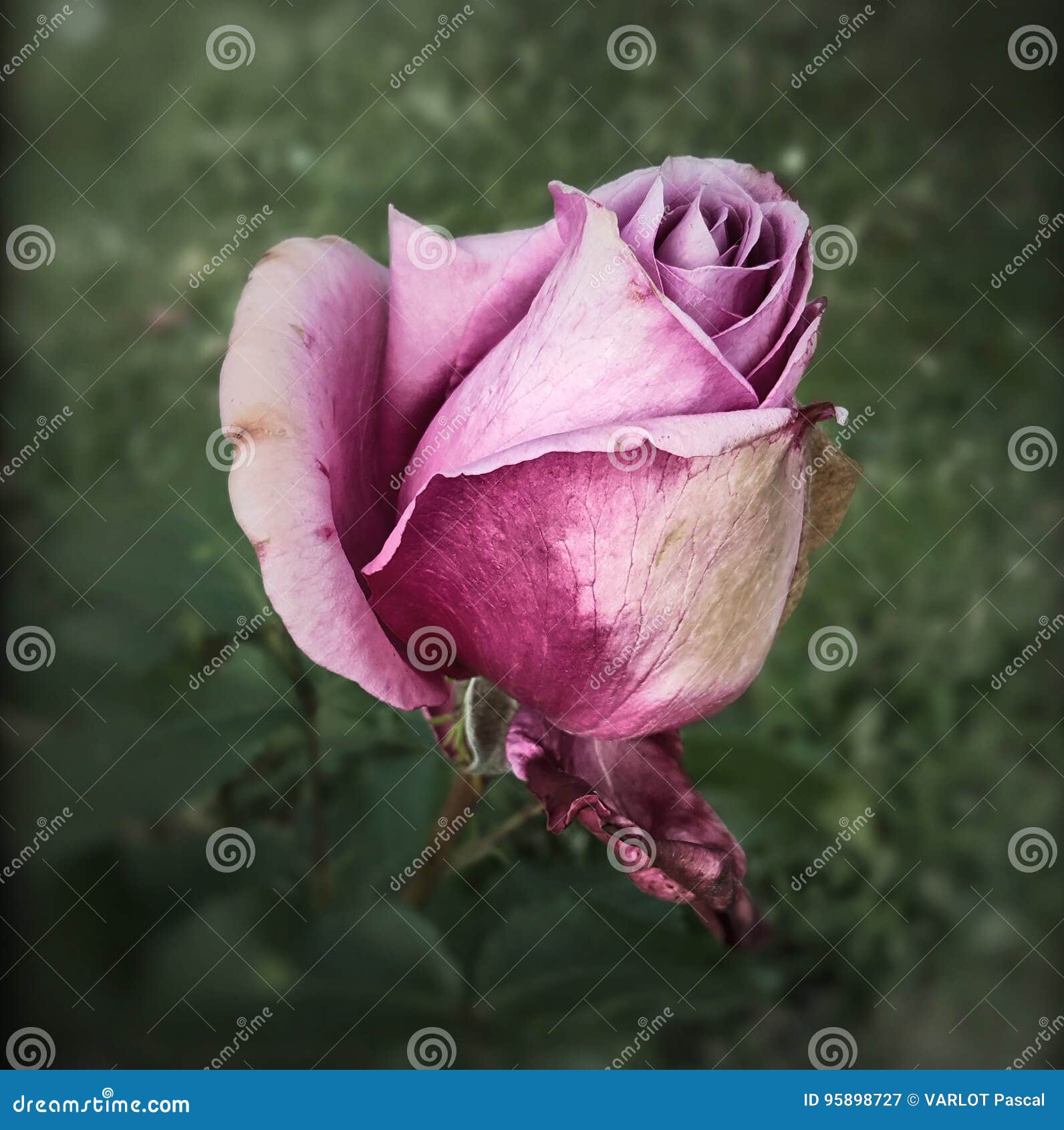 Ephemeral beauty stock image. Image of love, queen, beauty - 95898727