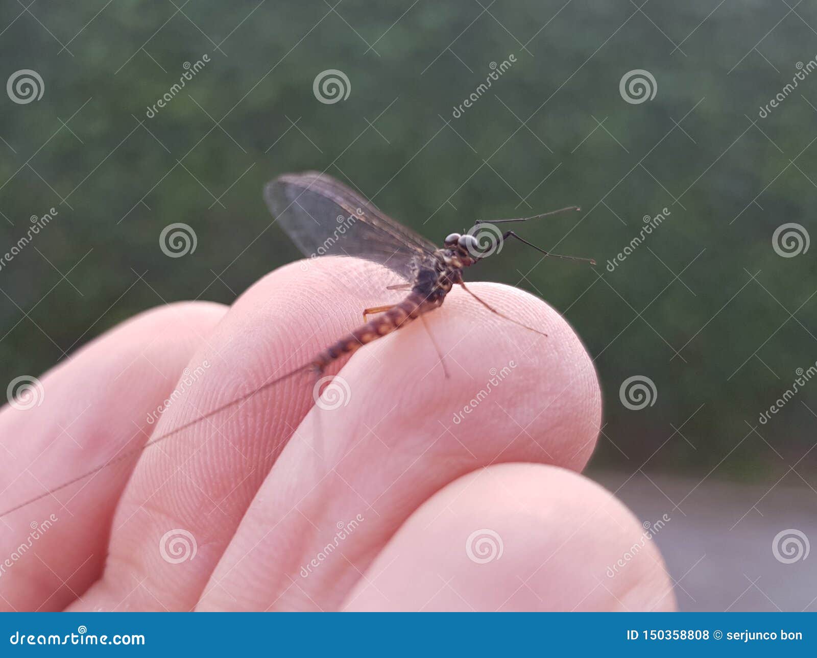 An Ephemeral Fly Perched on the Fingers of One Hand before Taking ...