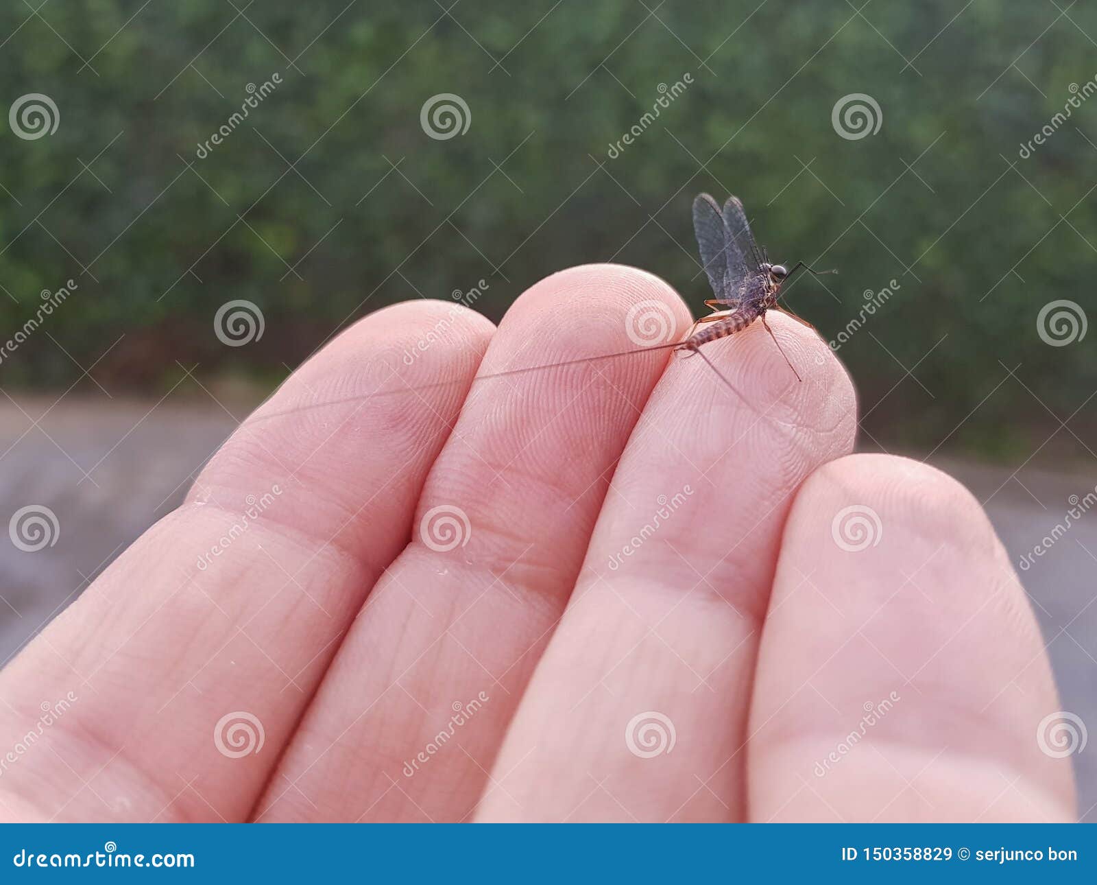 An Ephemeral Fly Perched on the Fingers of One Hand before Taking ...