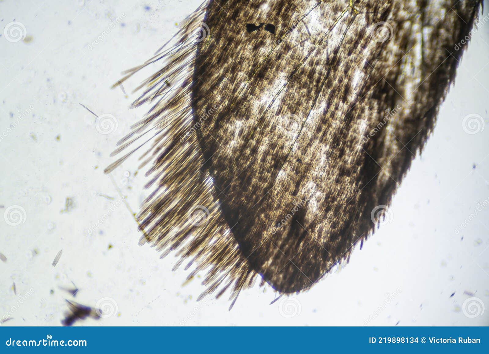 Grain Moth Caterpillar Under The Microscope Stock Image | CartoonDealer ...