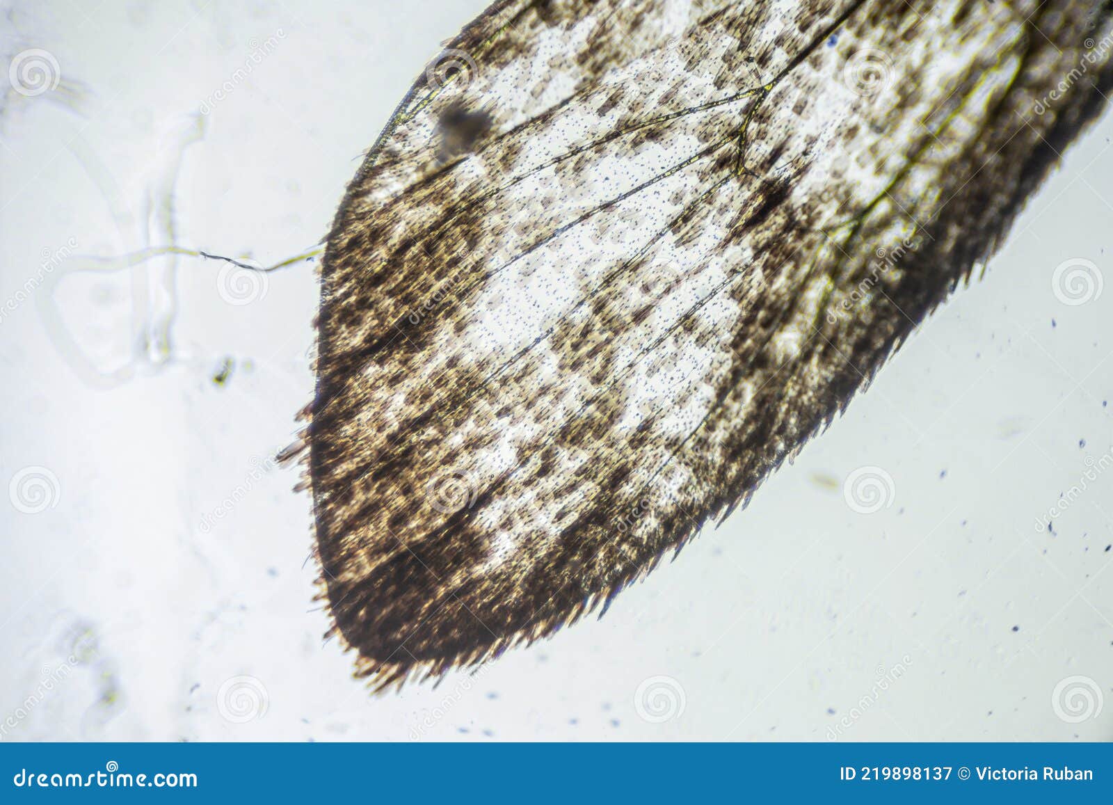 Grain Moth Caterpillar Under The Microscope Stock Image | CartoonDealer ...