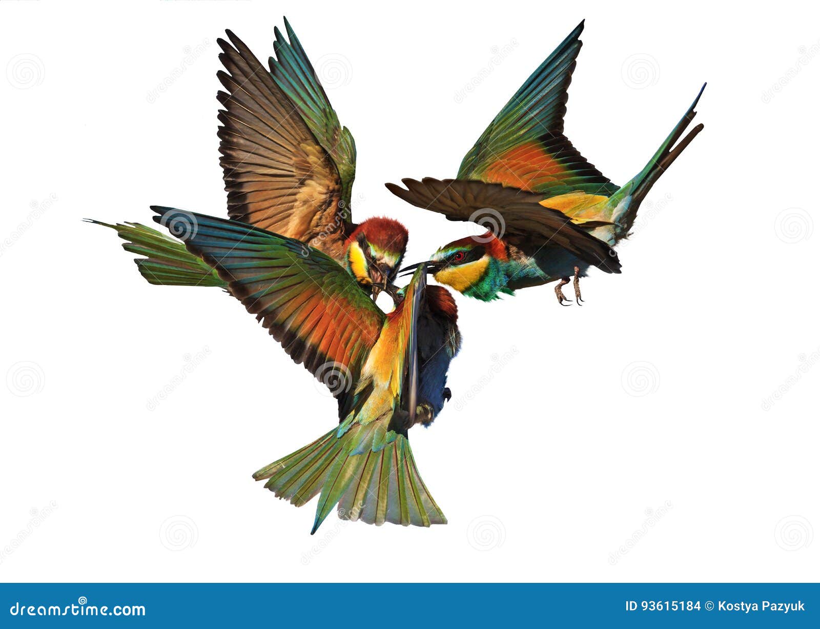 Epic Battle Exotic Birds Isolated on White Stock Photo - Image of asia ...