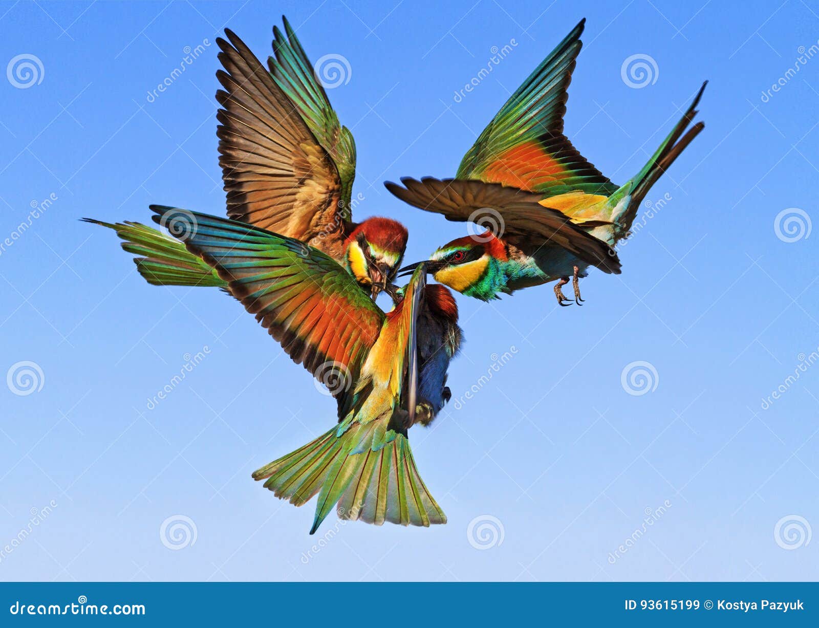 Epic Battle Exotic Birds in the Sky Stock Image - Image of beak, fauna ...