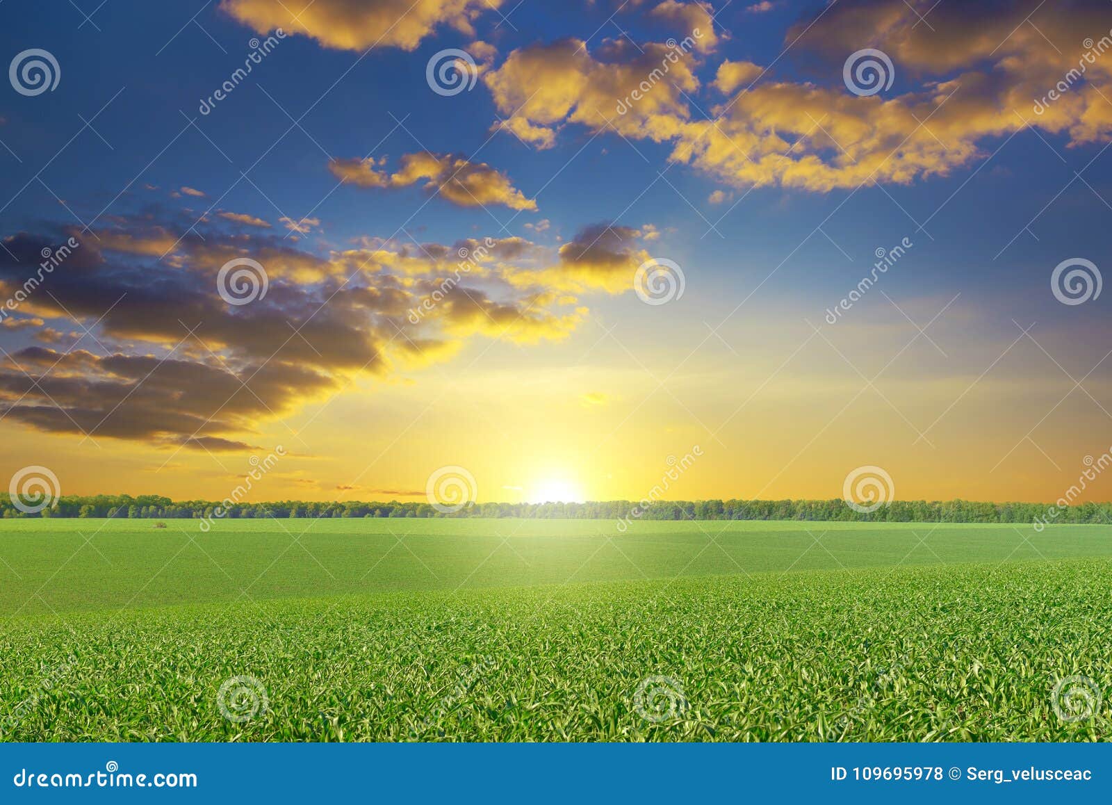 Epic Bright Dawn Over Corn Field. Stock Photo - Image of landscape ...