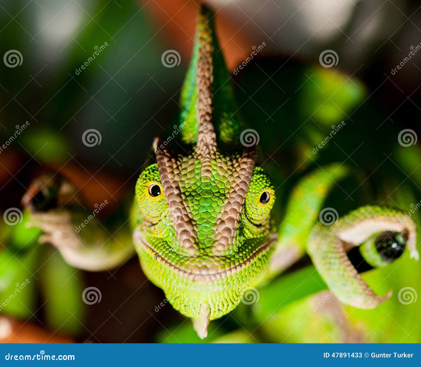 Camelion stock image. Image of light, dream, green, reptiles - 47891433