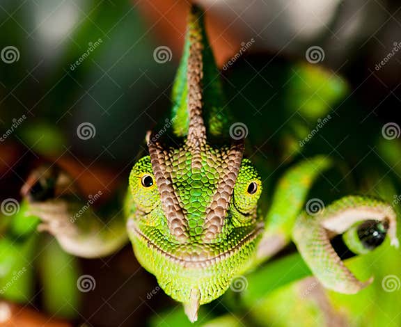 Camelion stock image. Image of light, dream, green, reptiles - 47891433