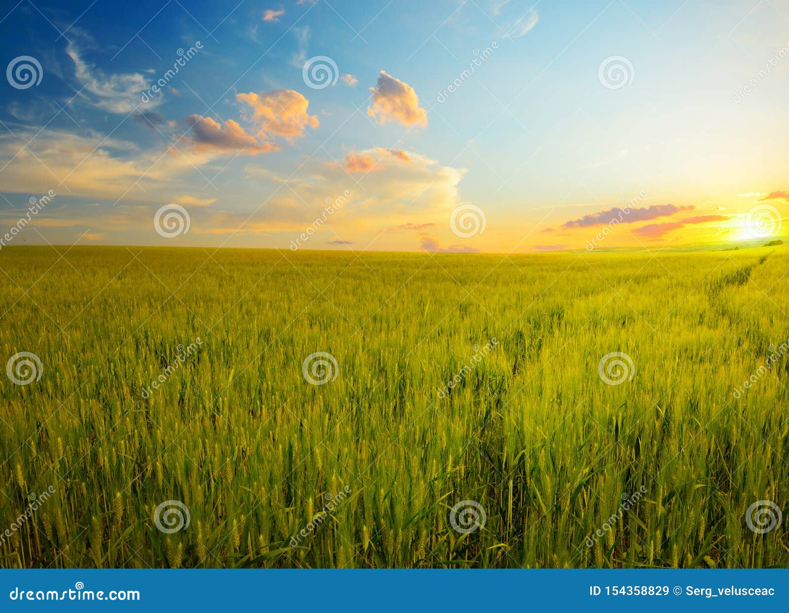 Epic dawn on wheat field stock image. Image of green - 154358829