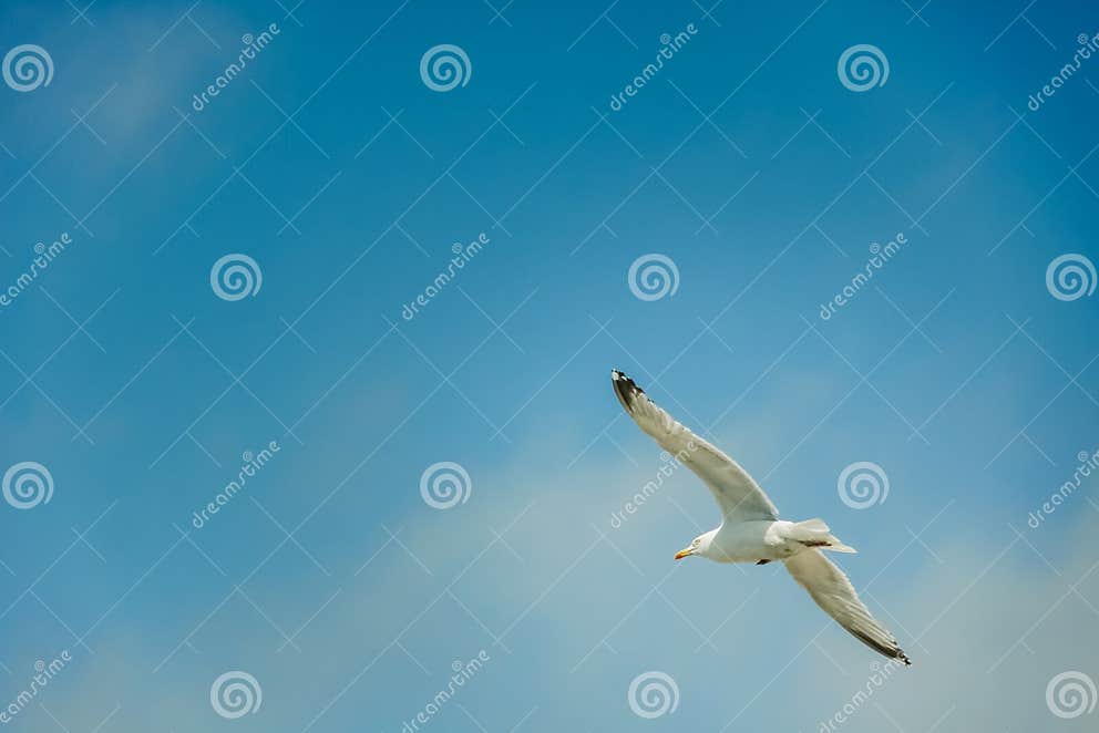 Epic fly of a seagull stock image. Image of ocean, alone - 58831843