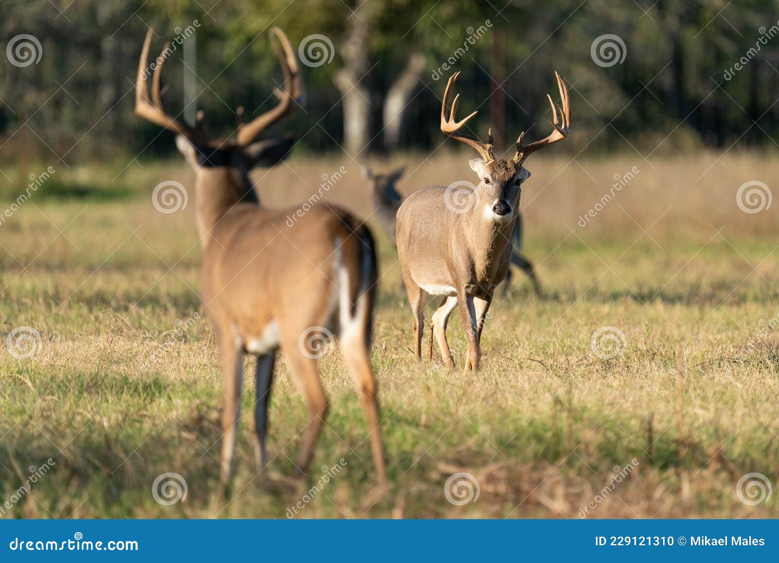 Epic Showdown between Two Huge Whitetail Bucks Stock Photo - Image of ...