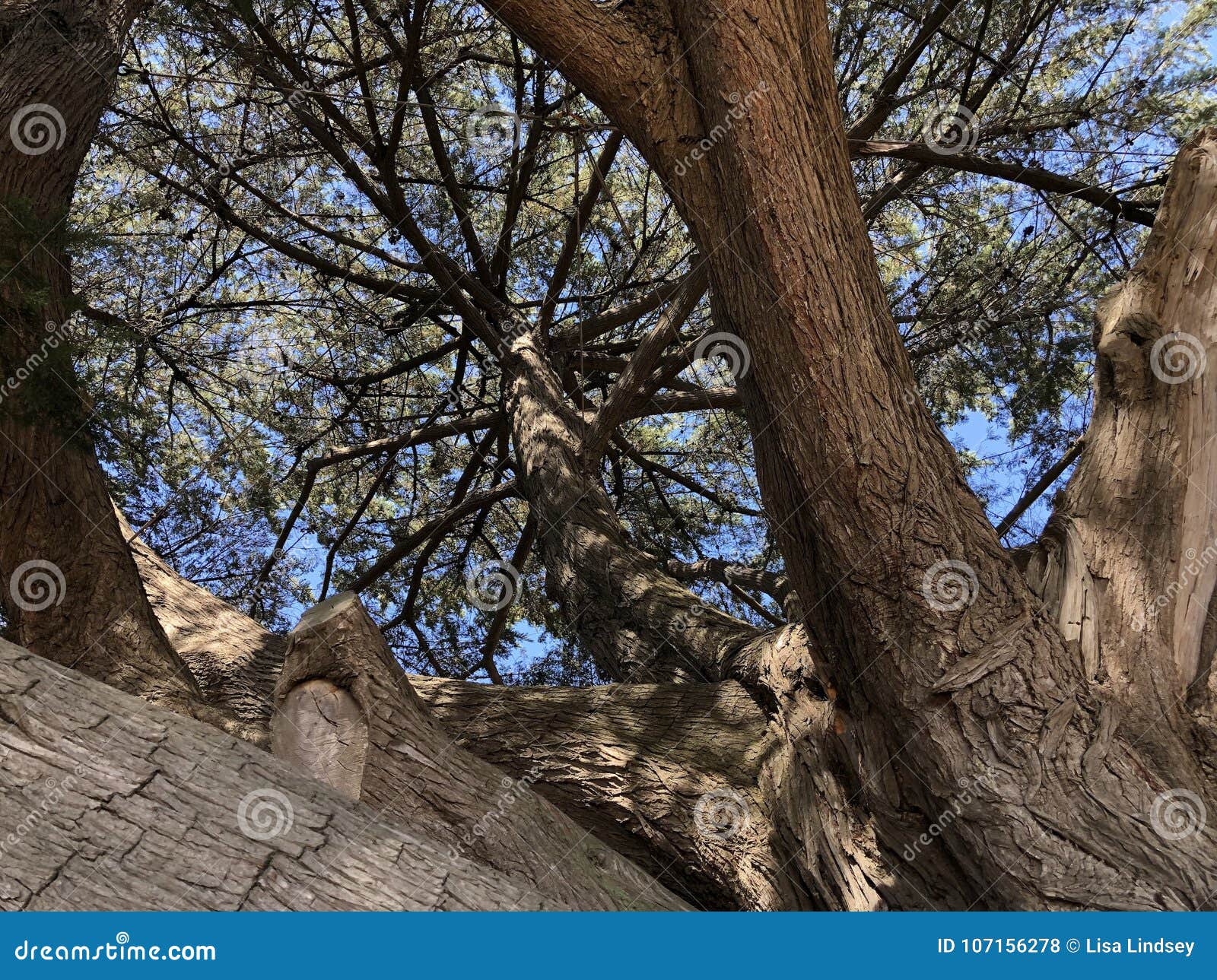 Epic Tree stock photo. Image of epic, tooradin, tree - 107156278