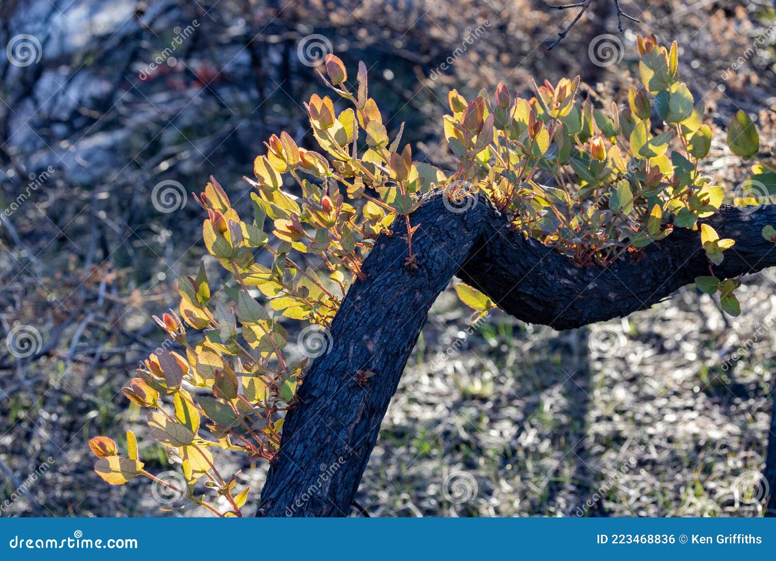 Epicormic Growth on Burnt Tree Stock Photo - Image of nature, angophera ...