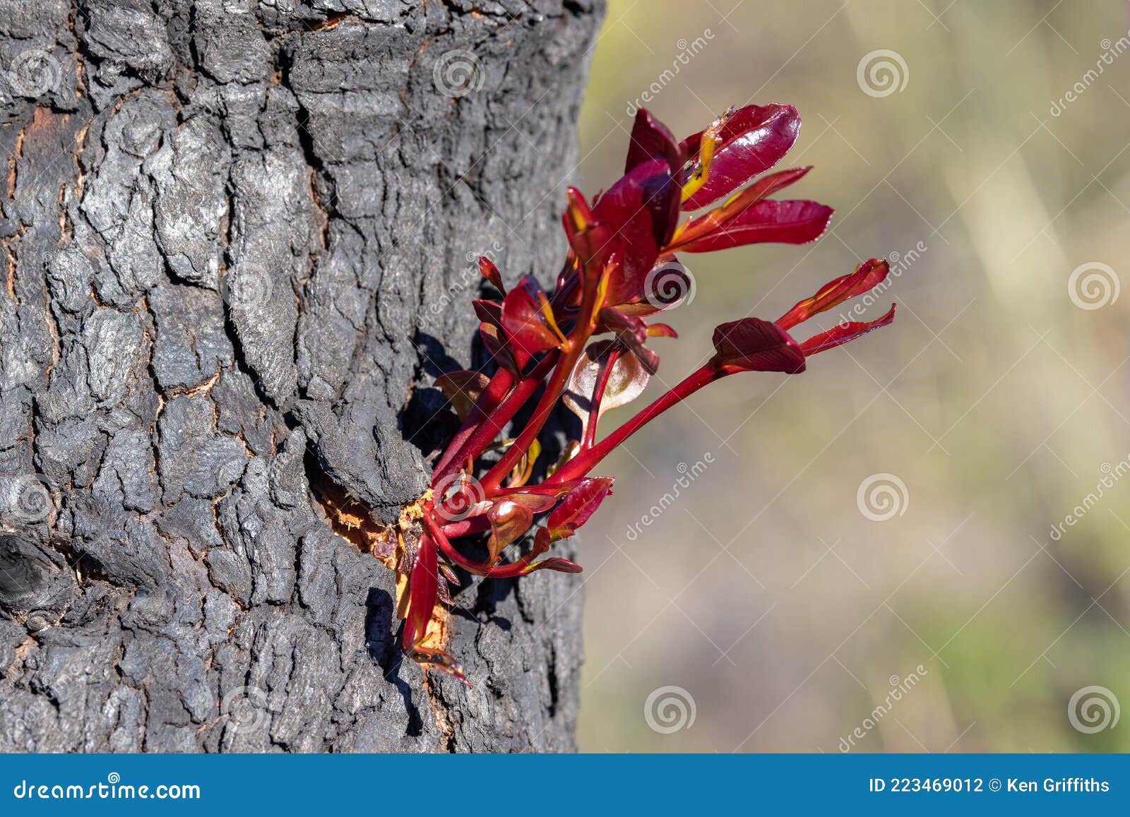 Epicormic growth stock photo. Image of australia, growth - 223469012