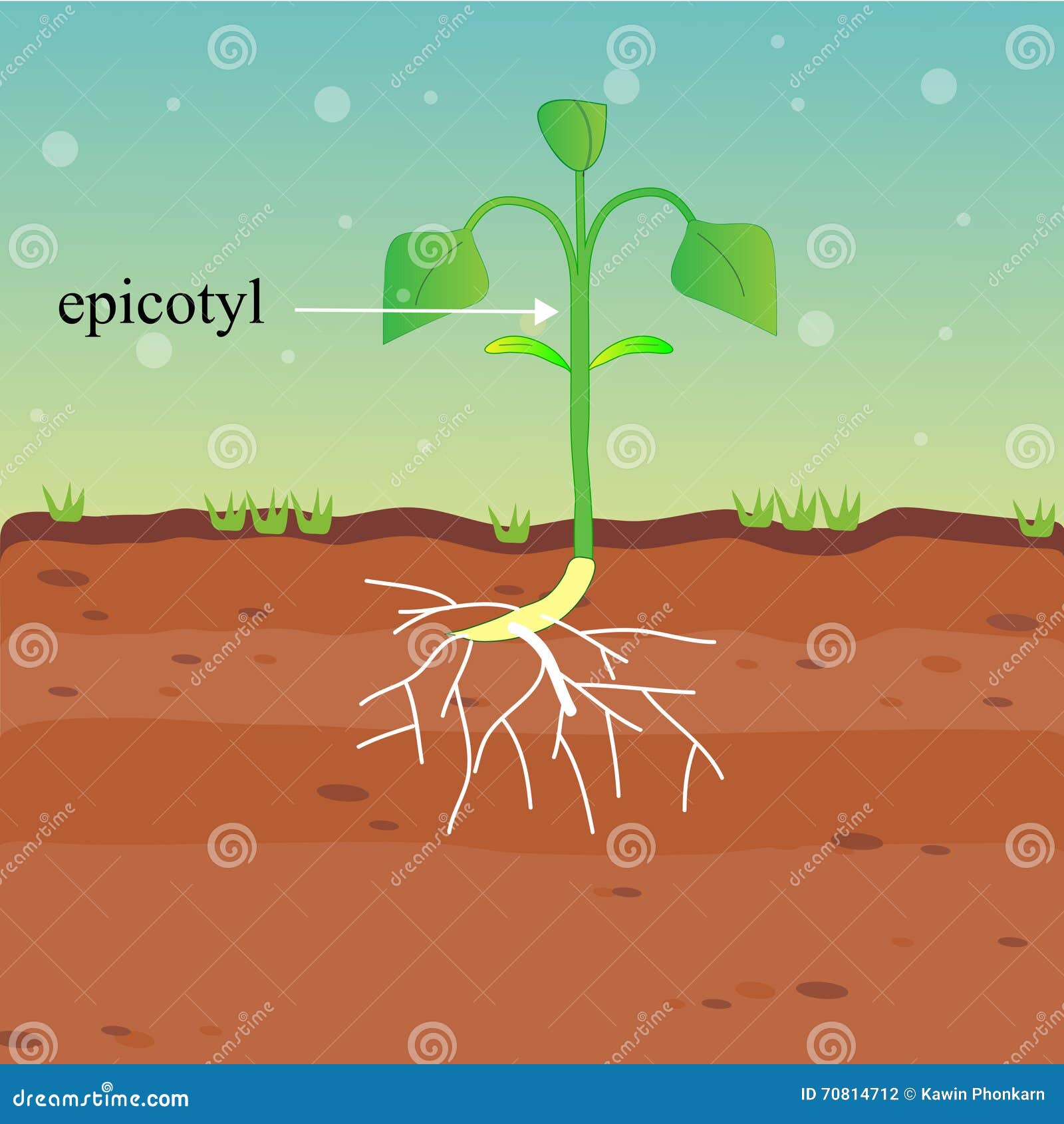 The epicotyl of plant stock vector. Illustration of graphic - 70814712