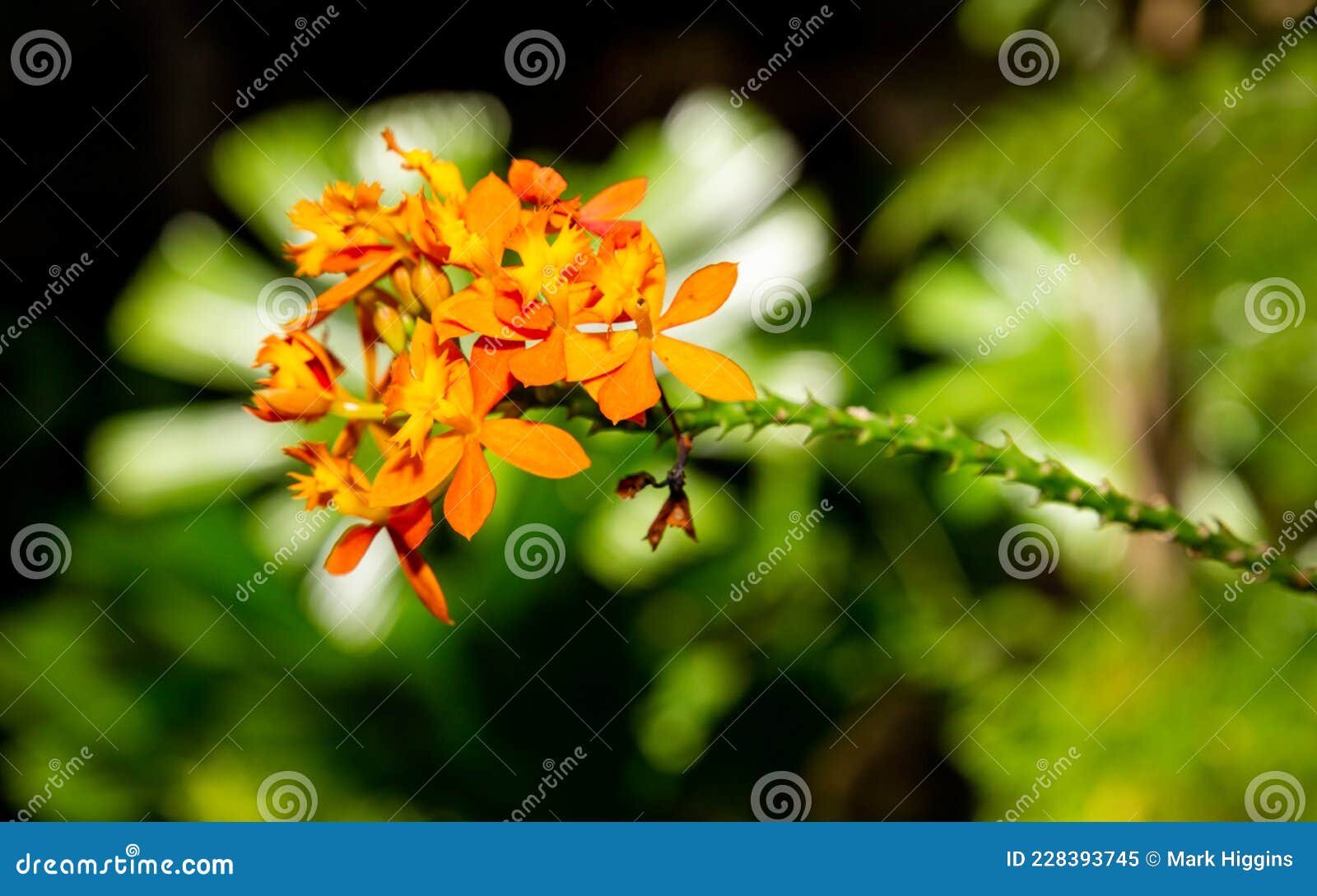 EPIDENDRUM IBAGUENSE CRUCIFIX ORCHID - ORANGE Stock Image - Image of ...