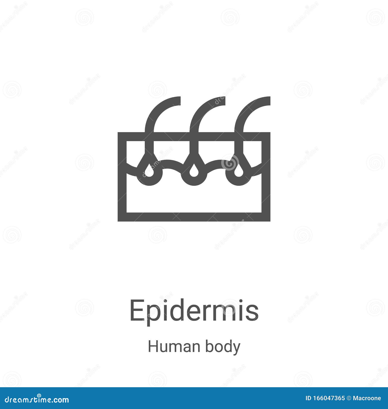 Epidermis Icon. Trendy Flat Vector Epidermis Icon On White Background ...