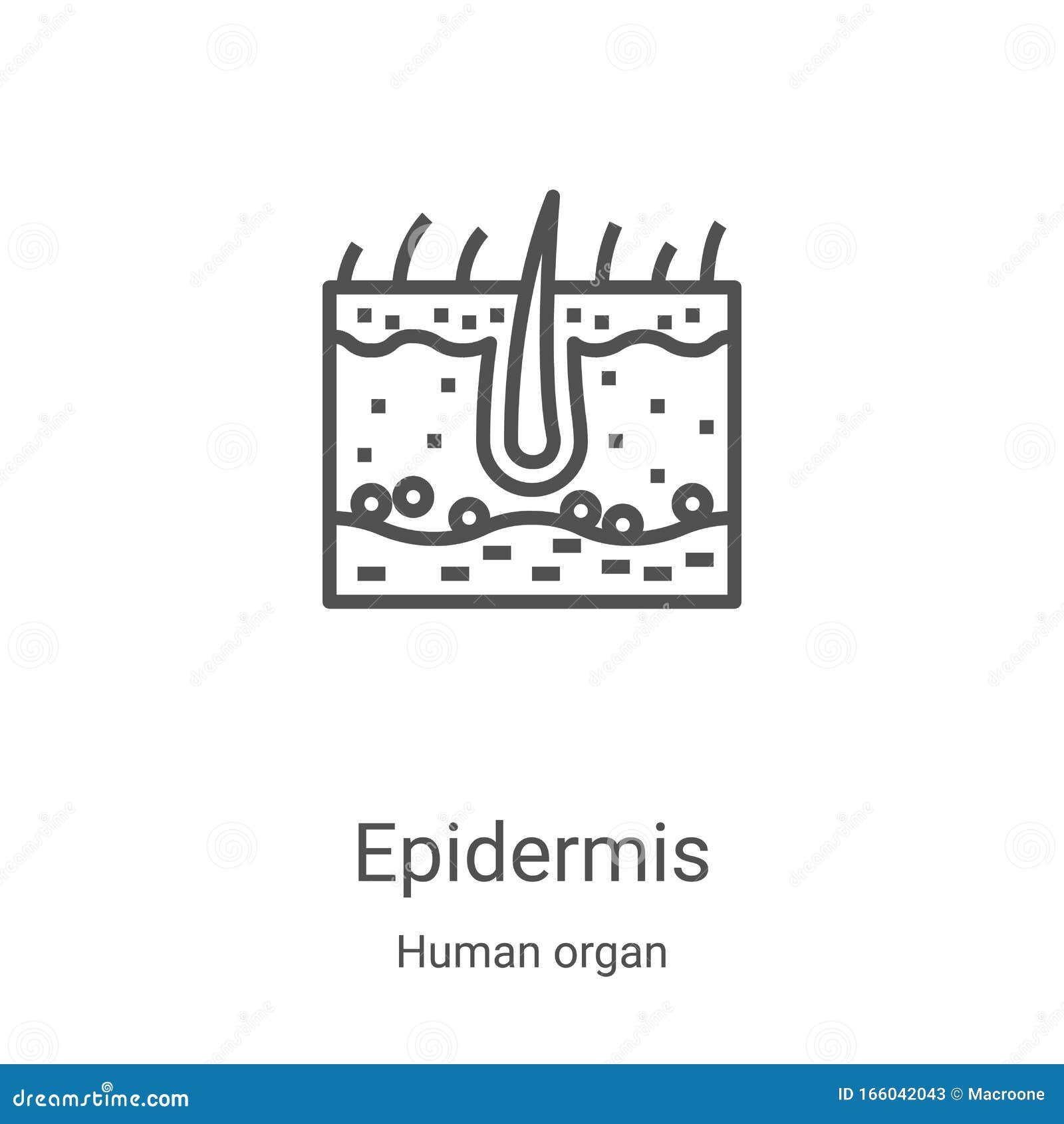 Linear Epidermis Icon From Medical Outline Collection. Thin Line ...