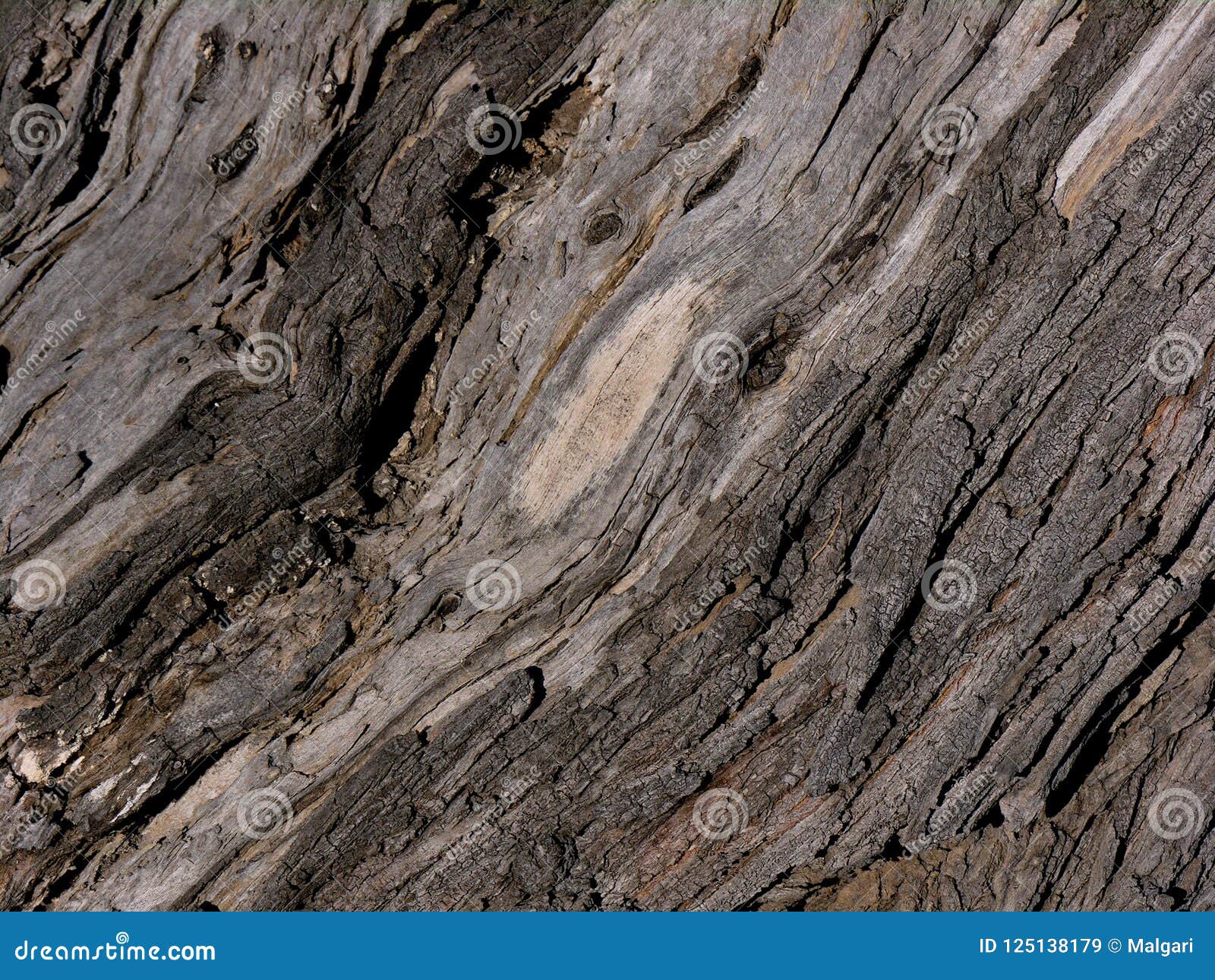 Epidermis of a tree trunk stock image. Image of mask - 125138179