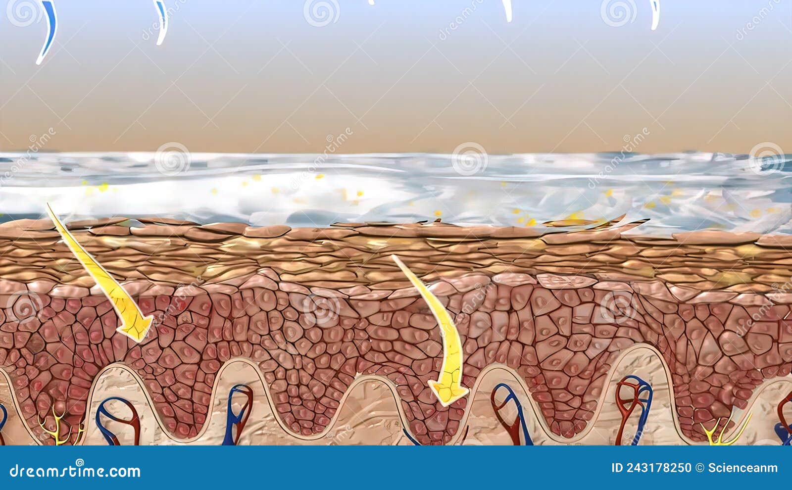 The Epidermis is the Outer Layer of the Skin Defined As a Stratified ...
