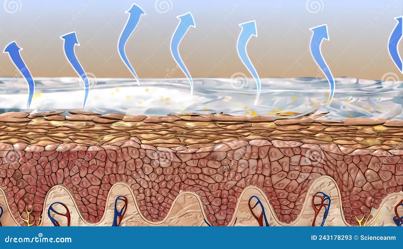 The Epidermis is the Outer Layer of the Skin Defined As a Stratified ...