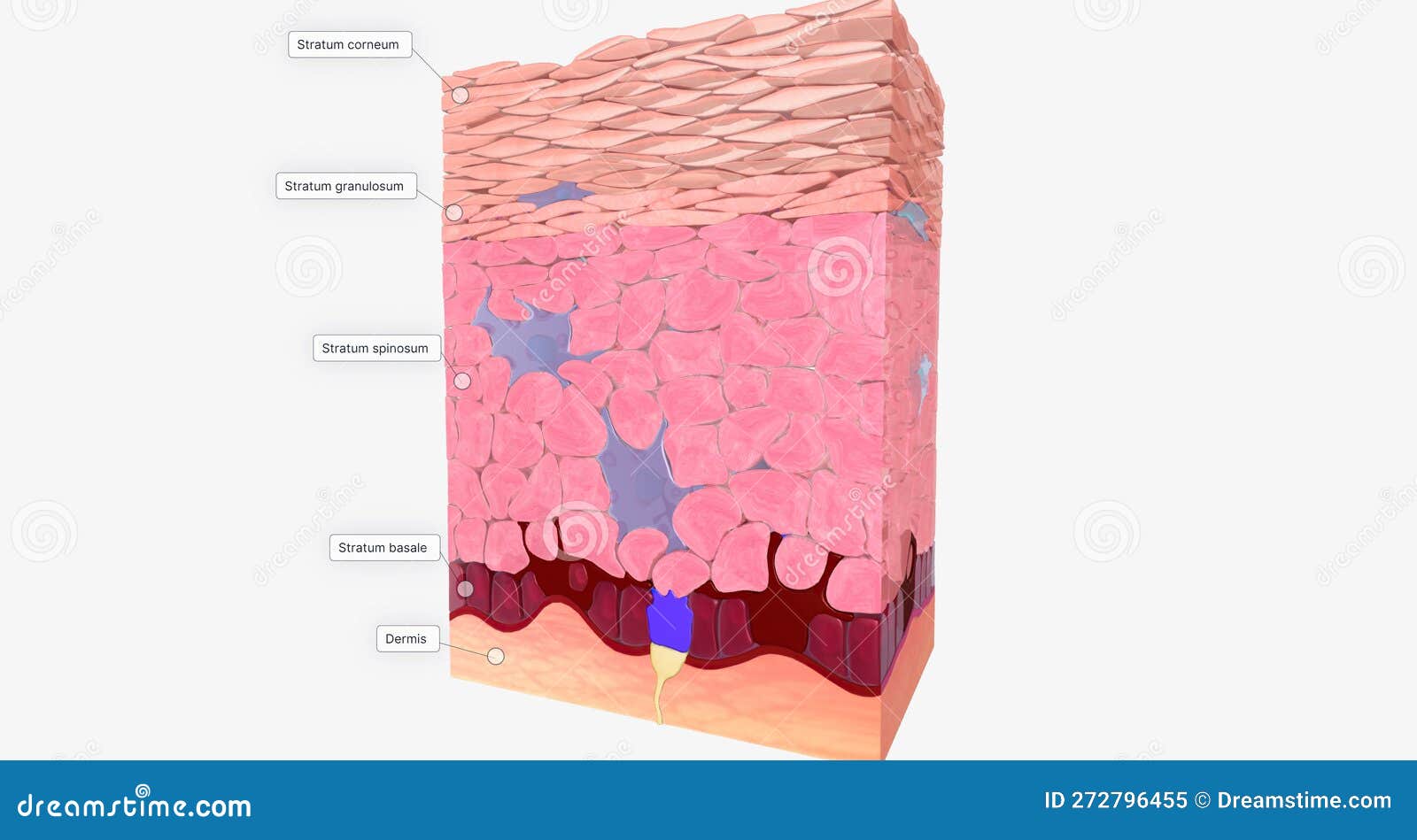 Epidermis is the Outermost Layer of Skin and is Primarily Comprised of ... Epidermis is the Outermost Layer of Skin and is Primarily Comprised of ...