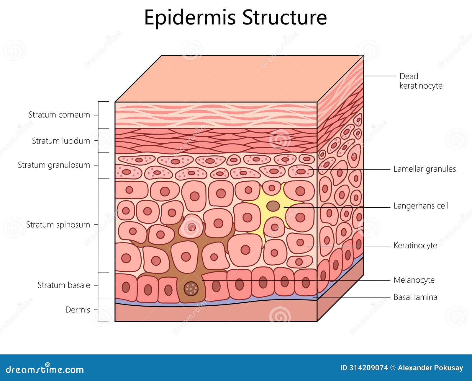 Skin Epidermis Layer Structure Diagram Medical Stock Illustration ...