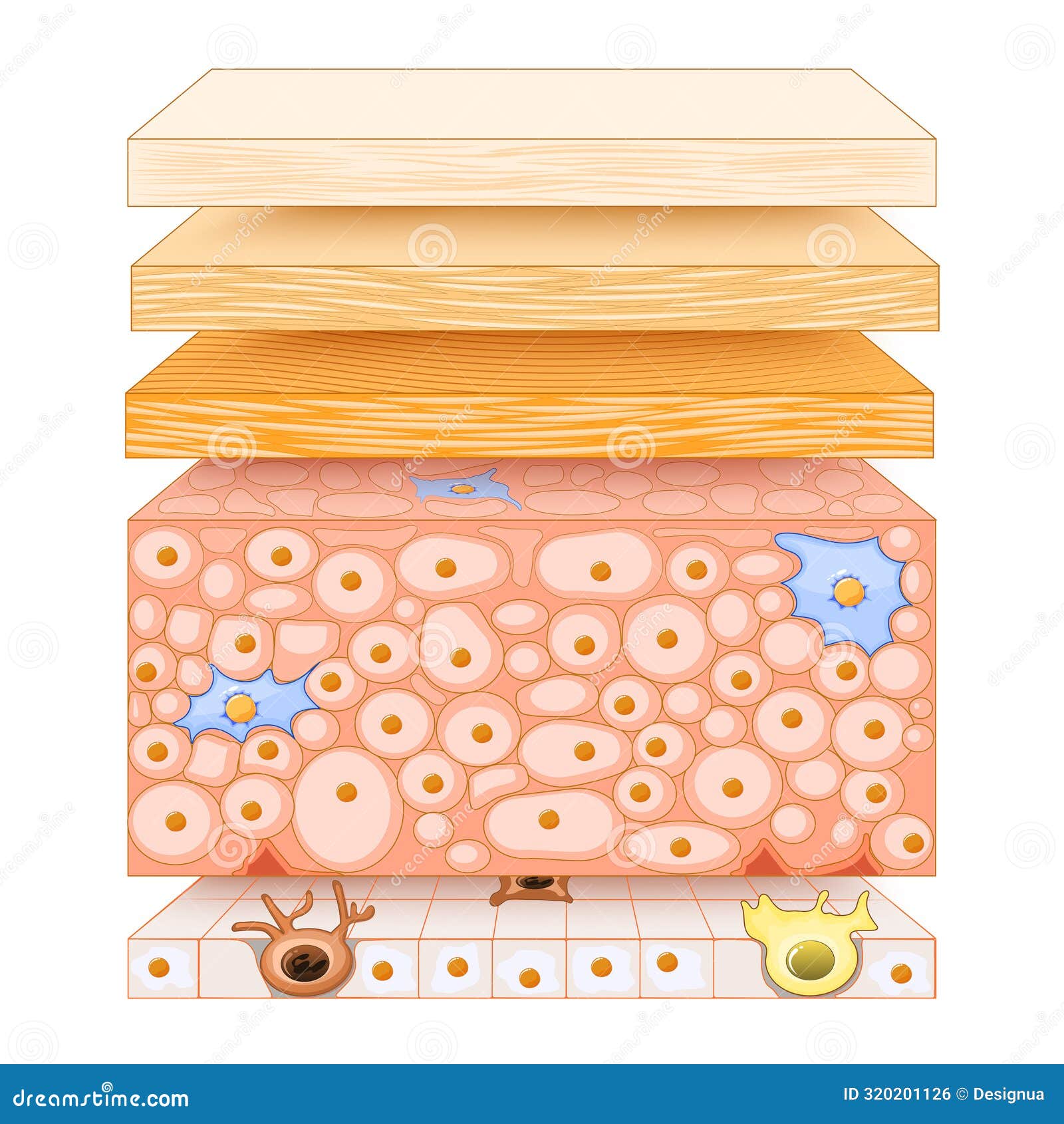 Epidermis Structure. Skin Anatomy Stock Vector - Illustration of ... Epidermis Structure. Skin Anatomy Stock Vector - Illustration of ...