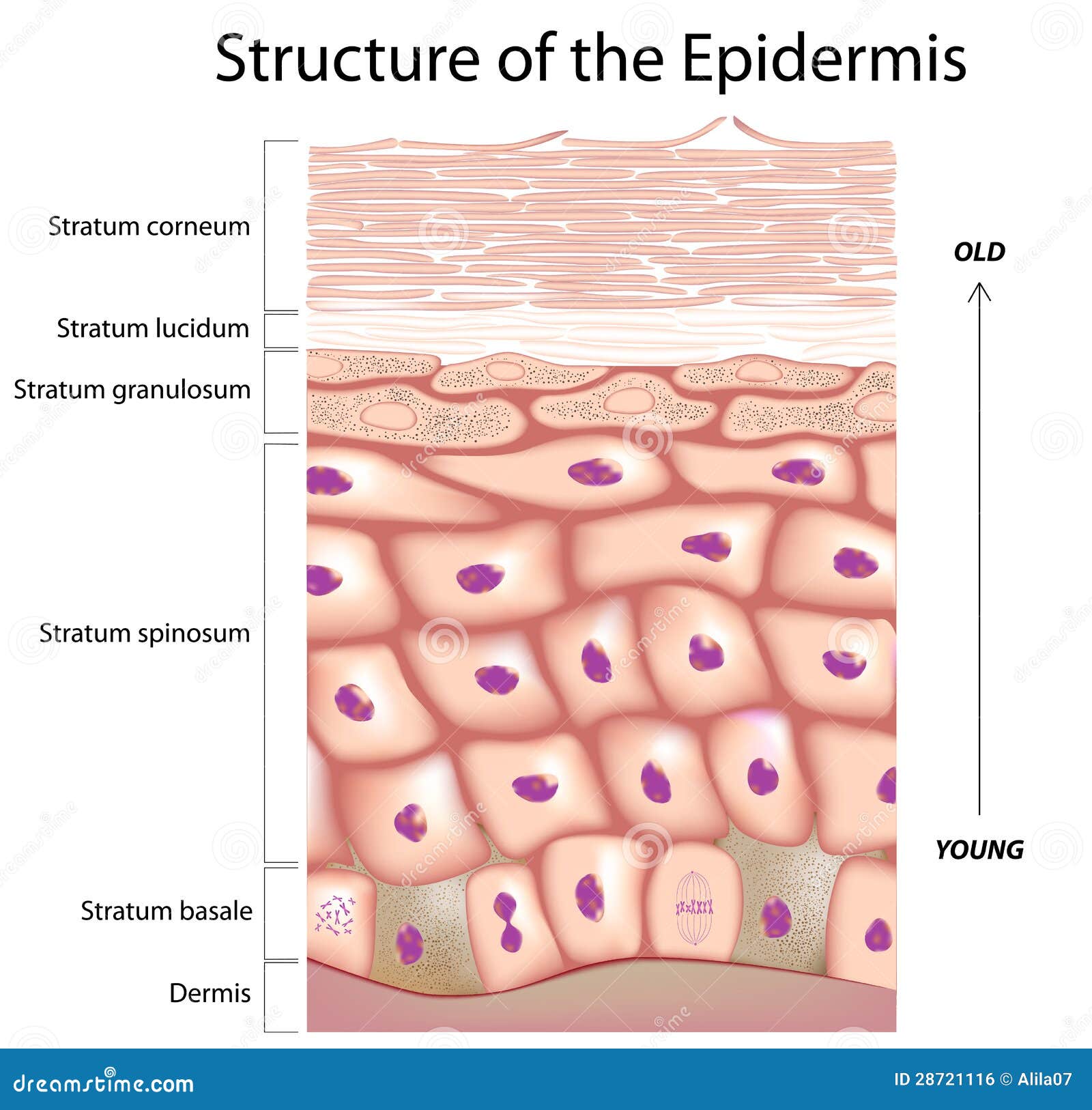 Epidermis van de huid vector illustratie. Illustration of medisch ...