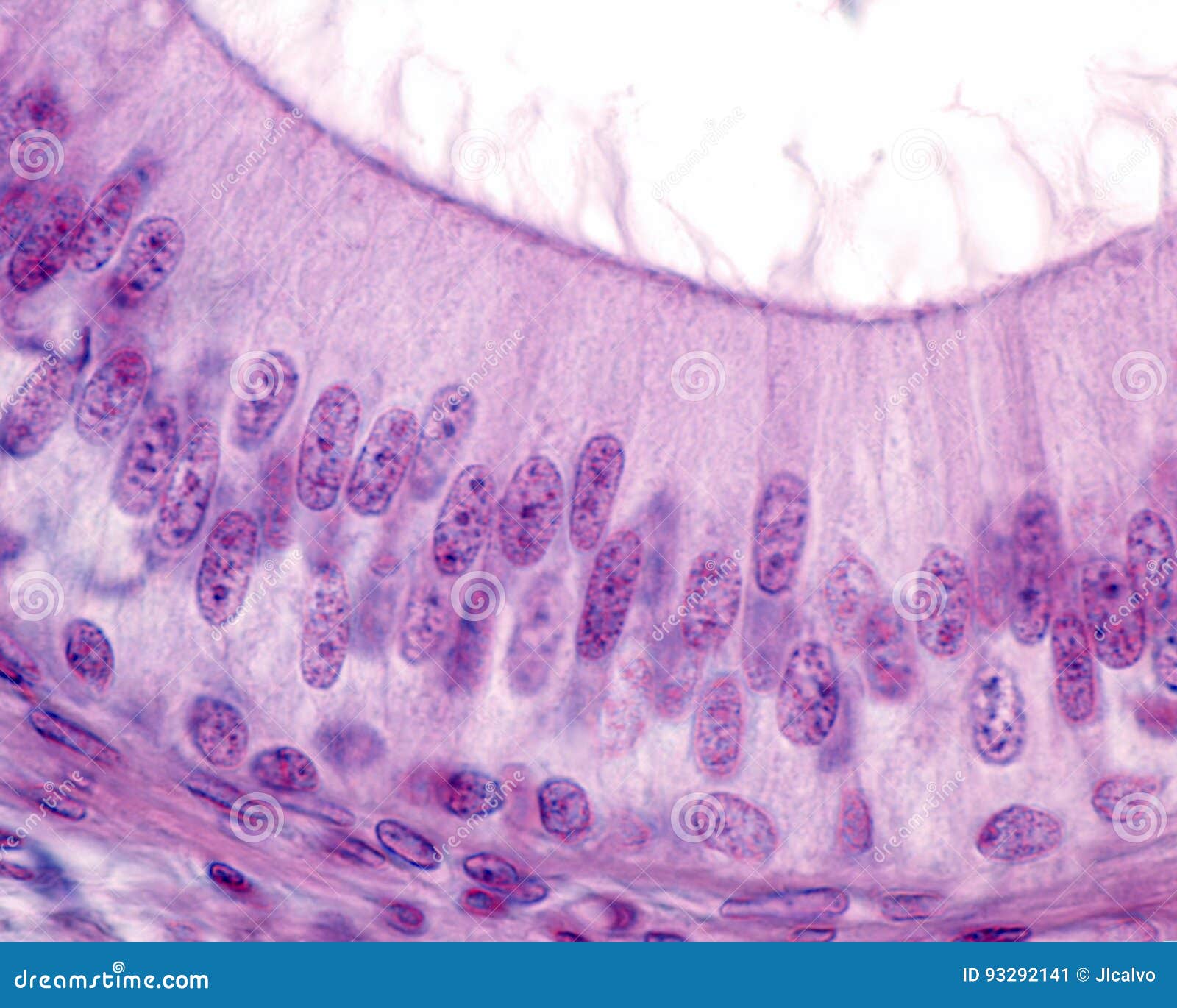 Epididymus Pseudostratified-Zylinderepithel Stockbild - Bild von ...