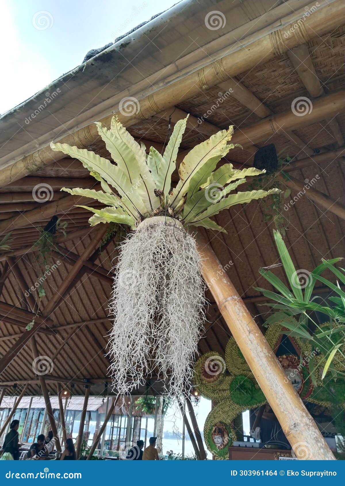 Epifit for Garden in Bedugul Bali, Easy Maintenance Editorial Stock ...