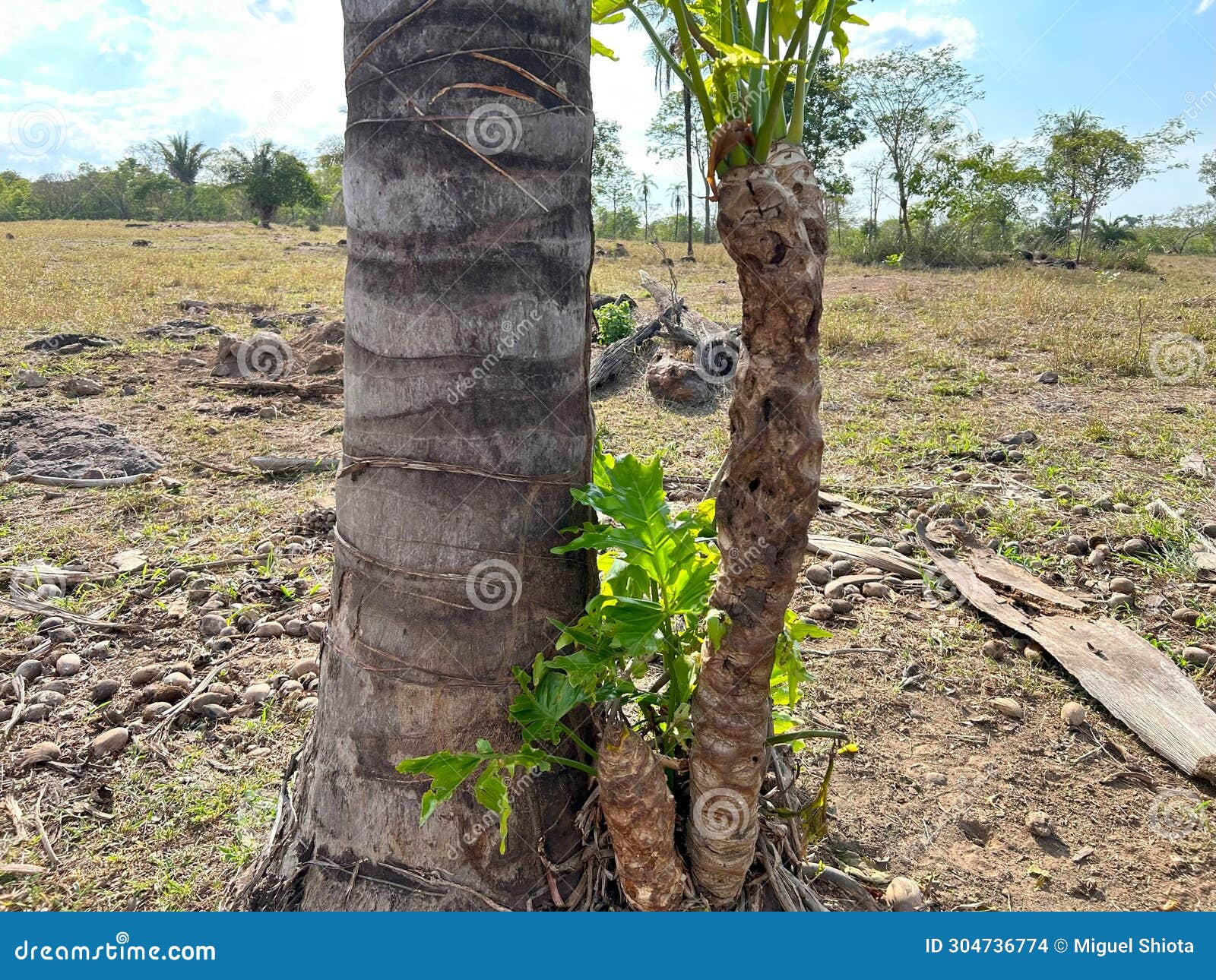 Epifit Plant Based on Babaçu (Attalea Ssp.) Stock Photo - Image of ...