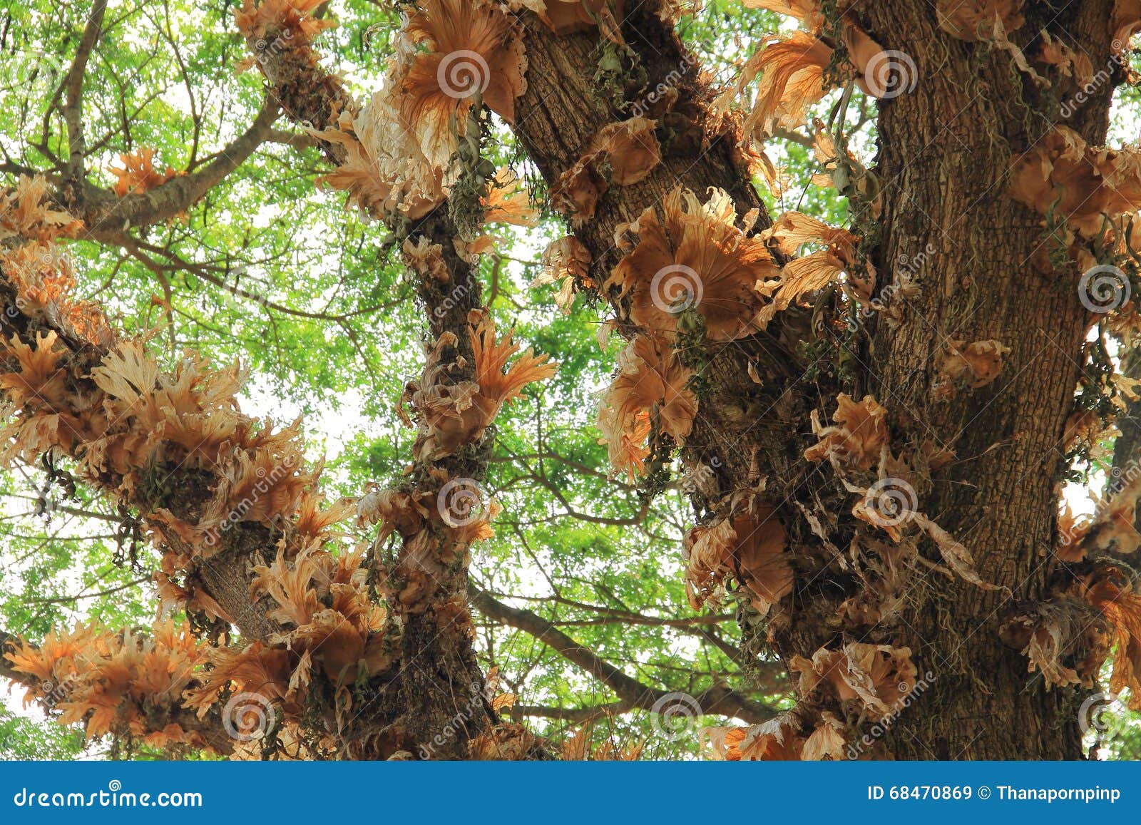 Epifite sul grande albero immagine stock. Immagine di corno - 68470869