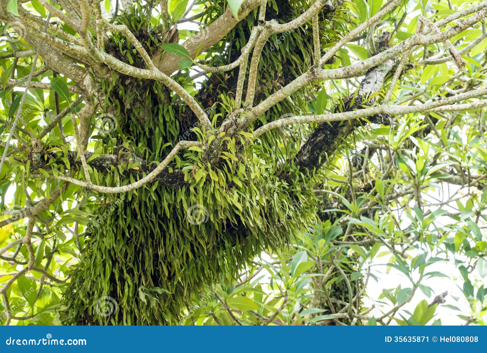 Epiphyte Growing on Tree in Rainforest, Rarotonga, Cook Islands, South ...