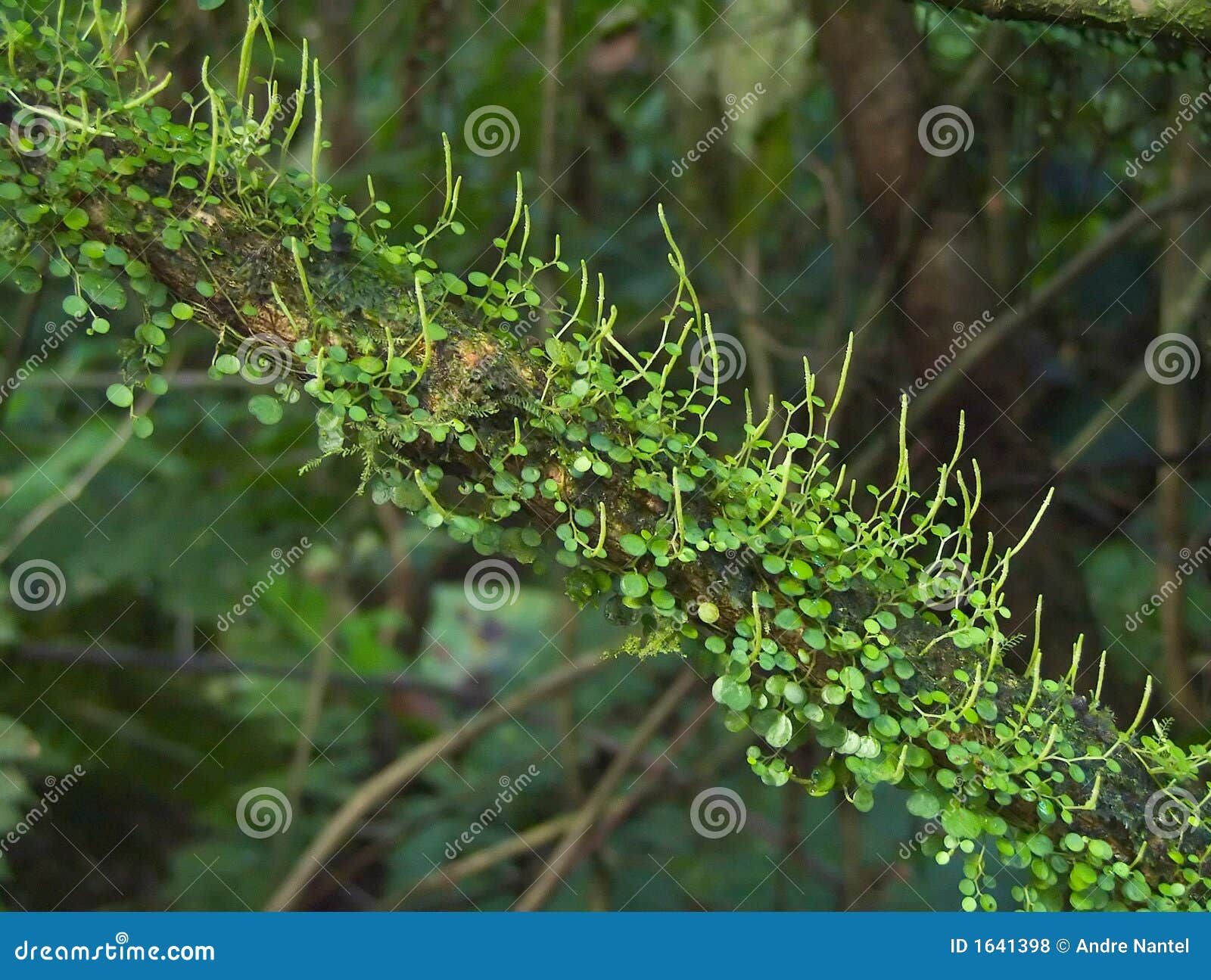 Epiphytes stock photo. Image of stem, cycle, forest, rain - 1641398