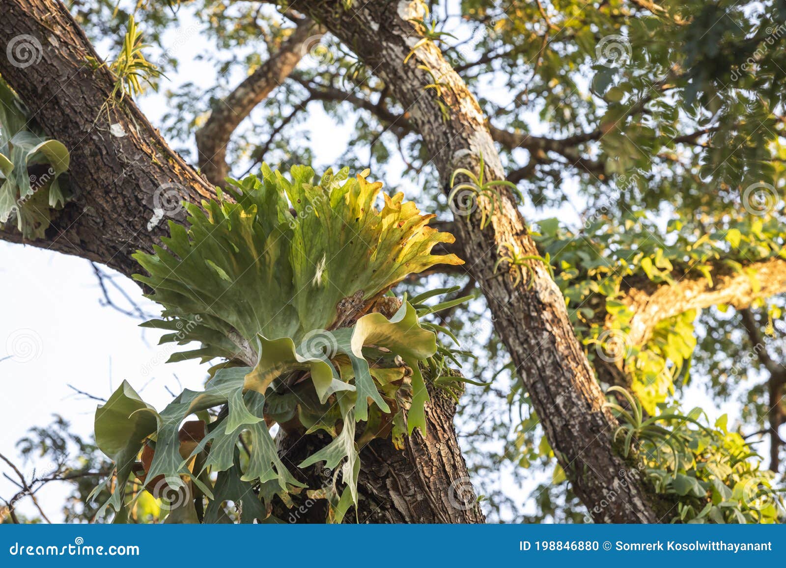 Tree With Epiphytes In Misty Rainforest, Jungle, Rainforest, Daintree ...