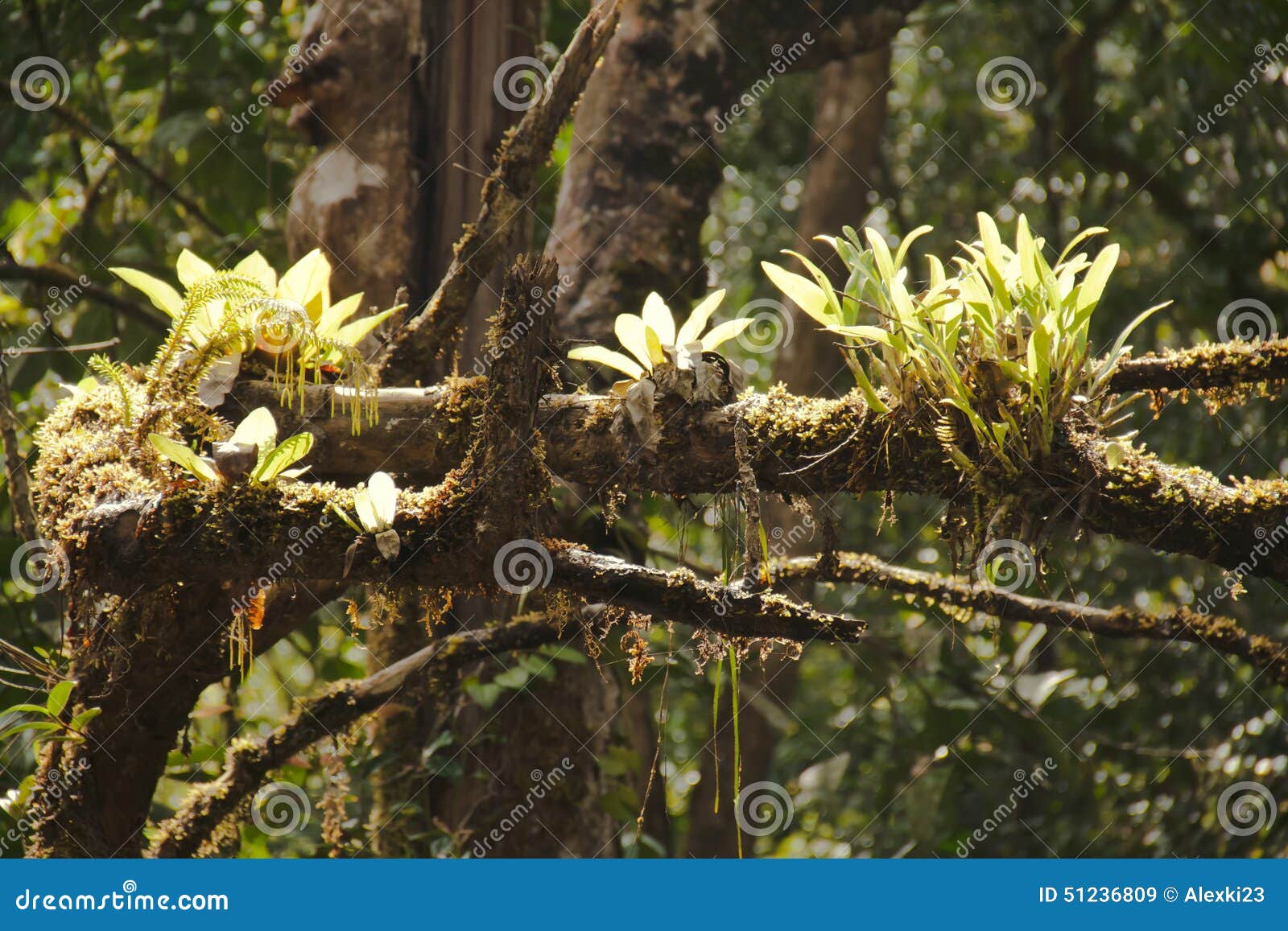 Epiphytes stock image. Image of succulent, rainforest - 51236809