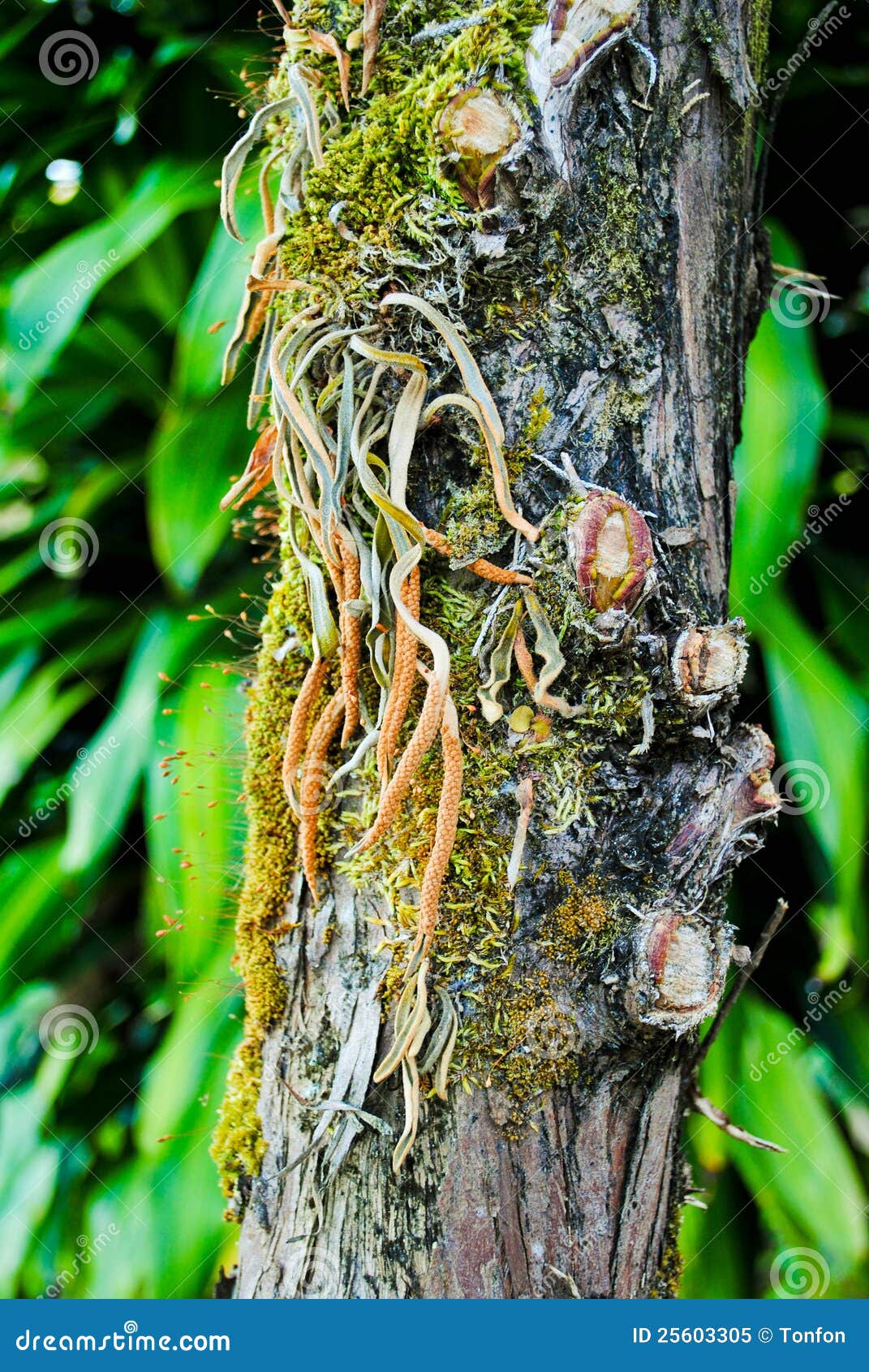 Epiphytic on the tree stock image. Image of green, tree - 25603305
