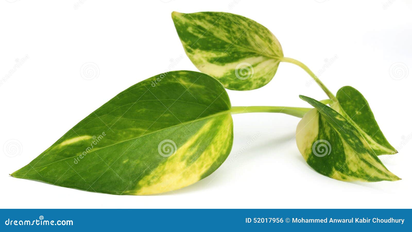 Epipremnum Aureum, Commonly Known As `potus`, `pothos` Or `potos ...