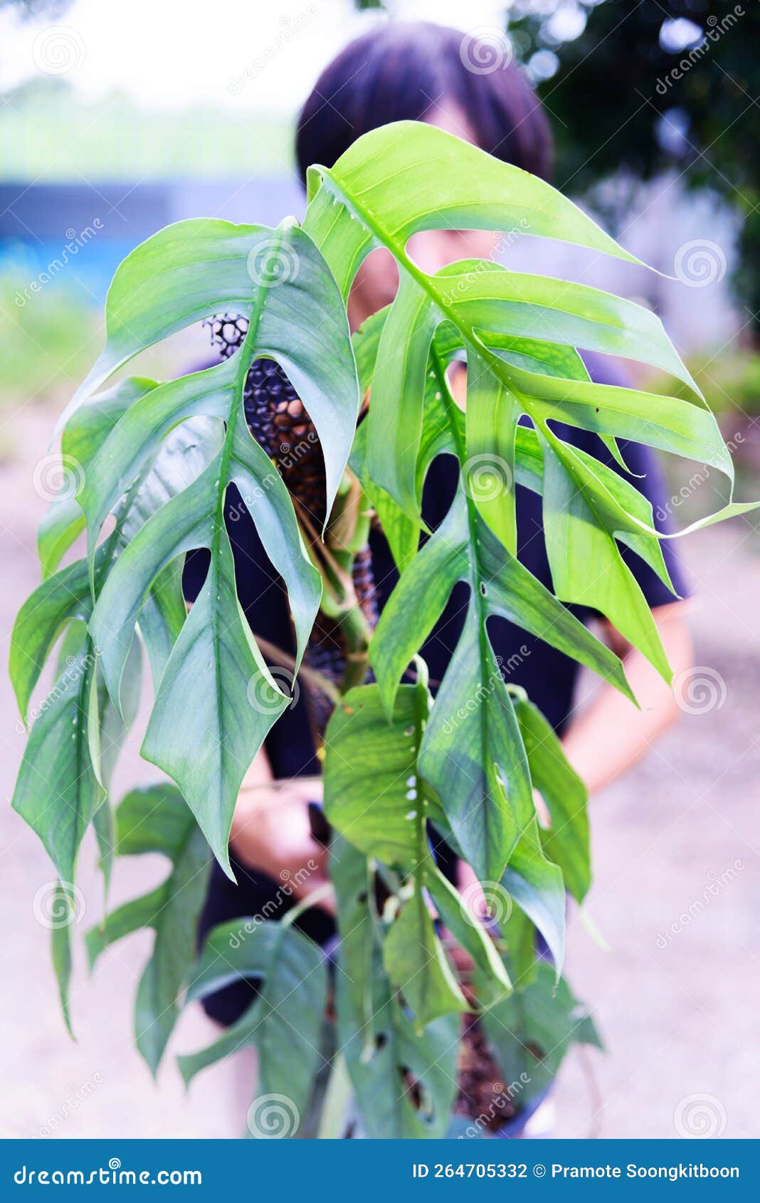 Epipremnum Cebu Blue Variegated in the Pot Stock Photo - Image of ...