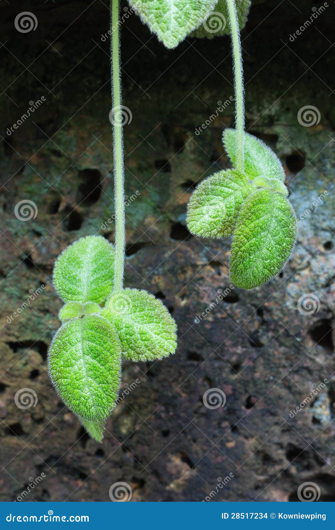Episcia stock photo. Image of feuillet, xantha, scrophulariales - 28517234
