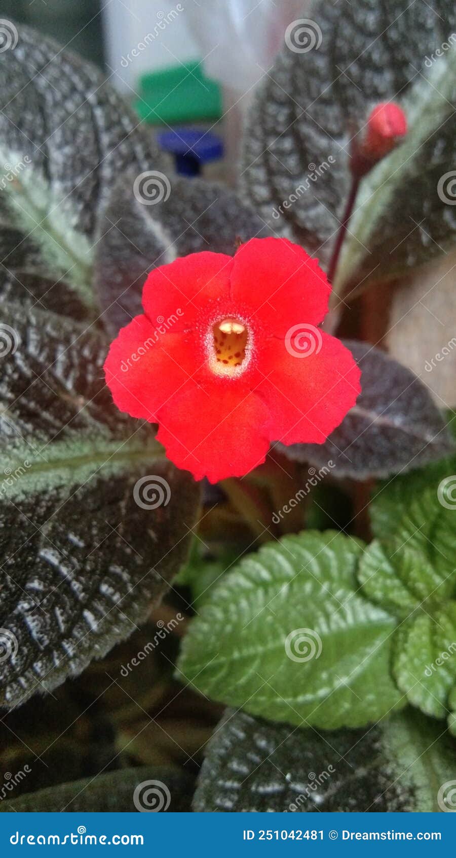 Episcia cupreata flower stock image. Image of yellow - 251042481