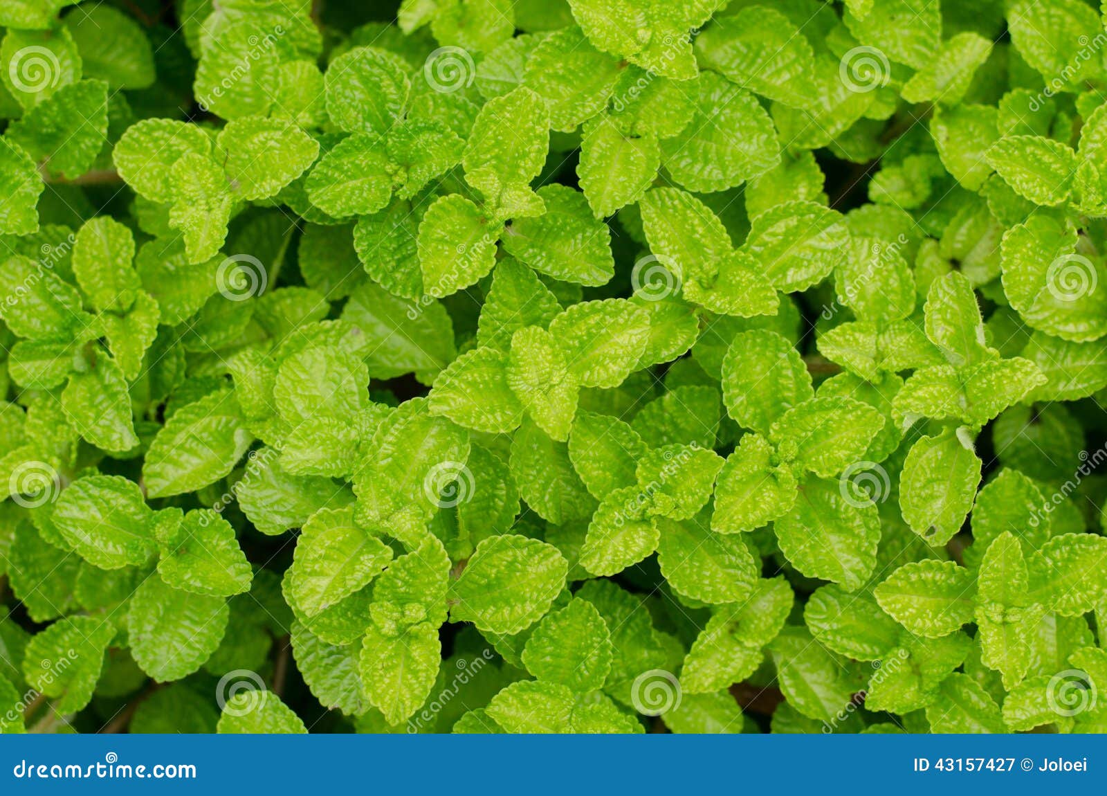 Episcia Leaf Texture Stock Photography | CartoonDealer.com #233518514